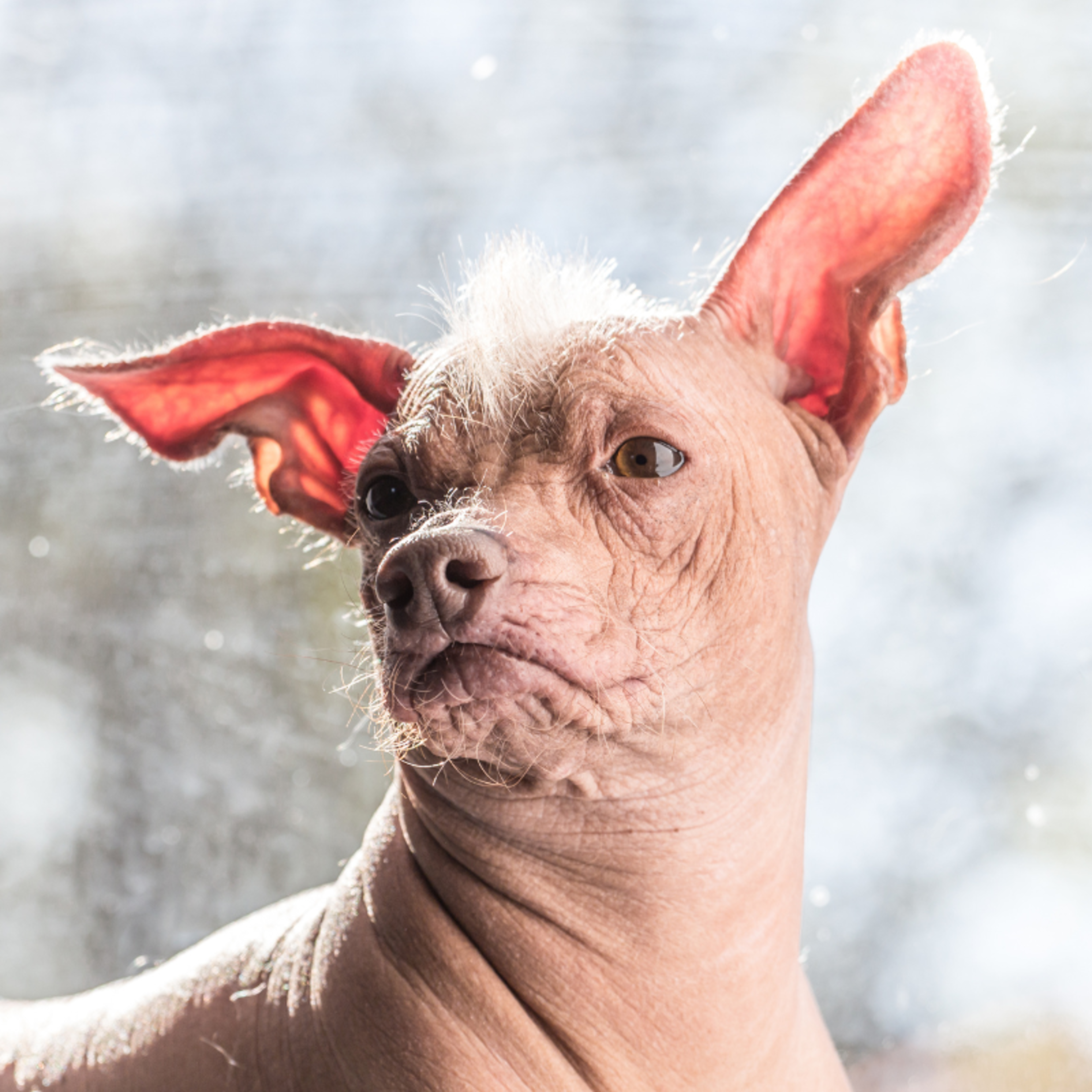 Stubborn Mexican Hairless Dog Picks the Worst Nap Spot and Won’t Budge ...