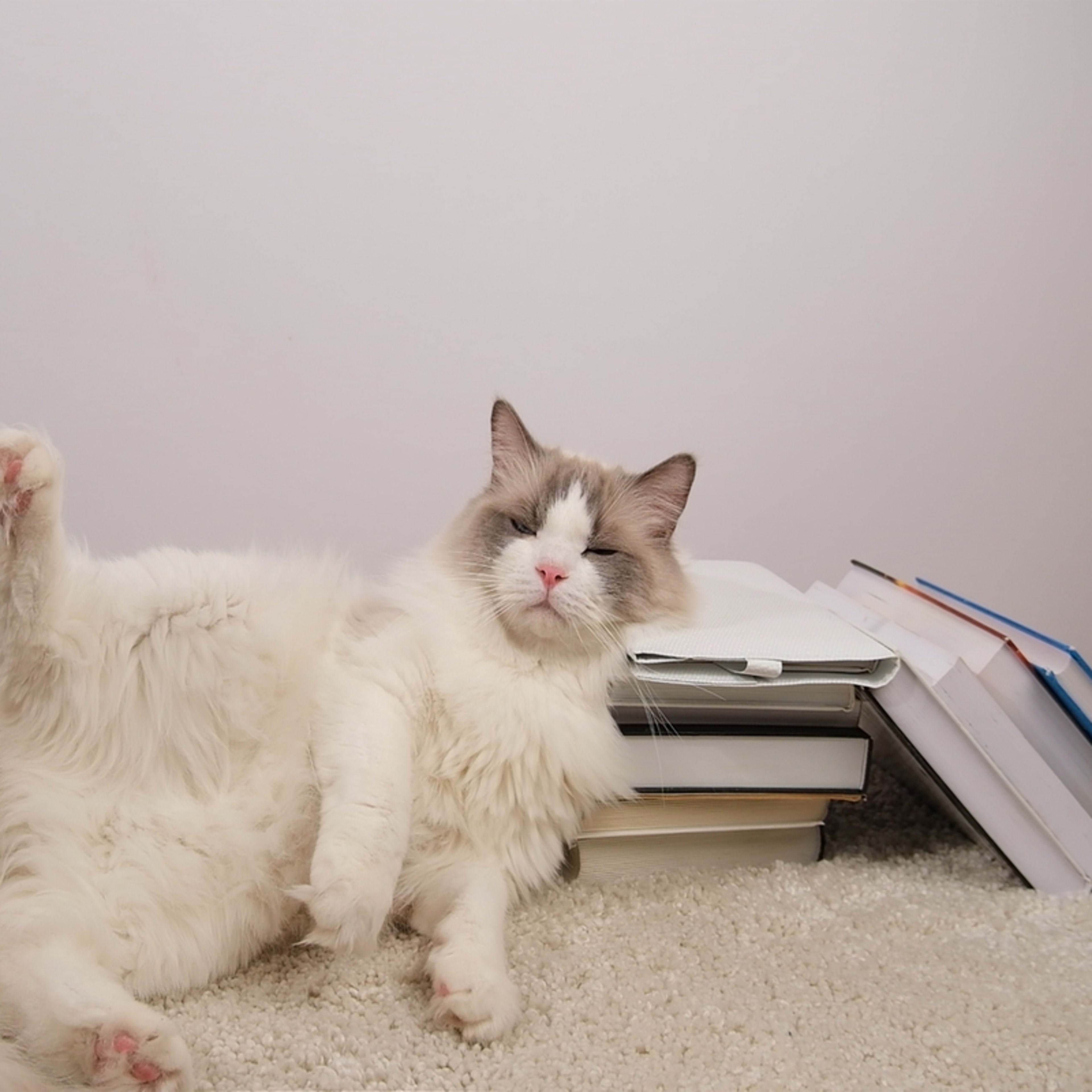 Golden Retriever Pals Are Charmingly Terrified of a Sweater - Parade Pets