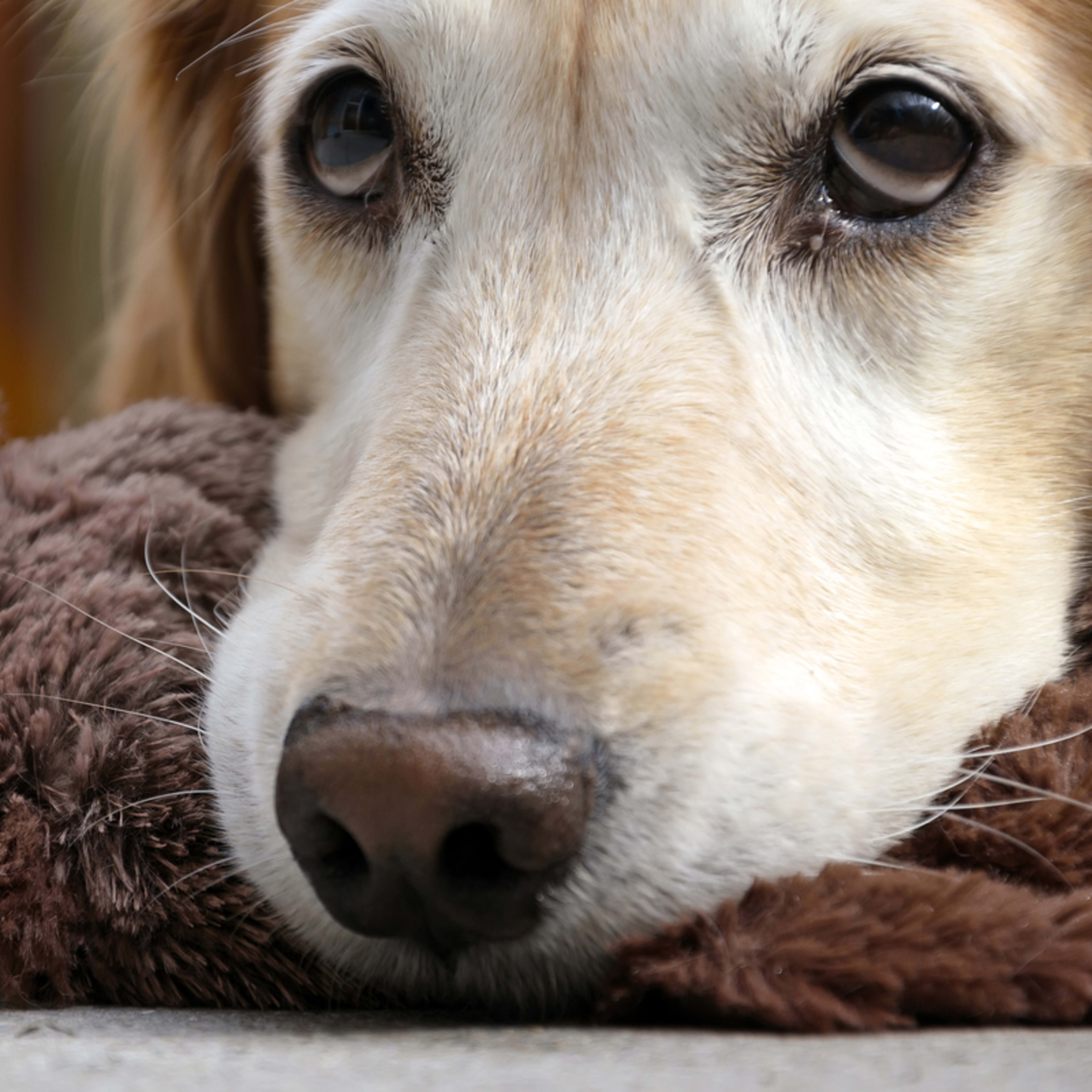Grieving Golden Retriever Brings Mom Lambie 'Like She Used To Bring ...