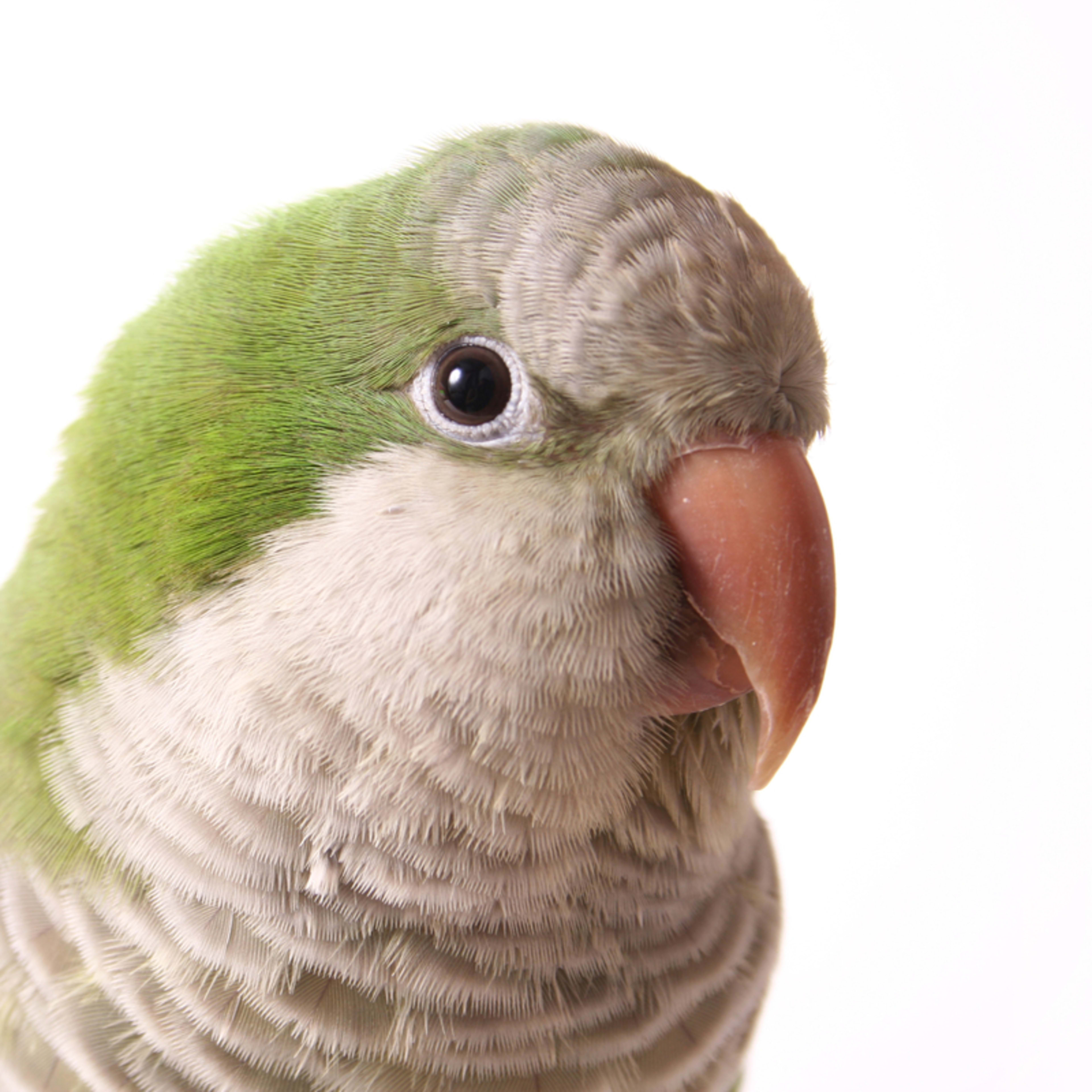 Cockatoo in Villain Era 'Scares' Mom With Hilarious Evil Laugh - Parade ...