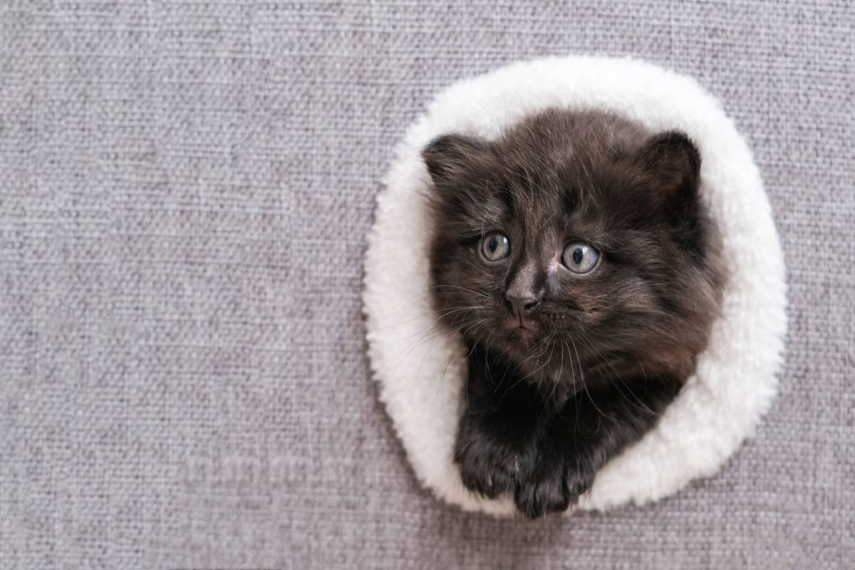 Bitty Black Kitten with ‘Healing Powers’ Wobbles with Joy for Sick ...