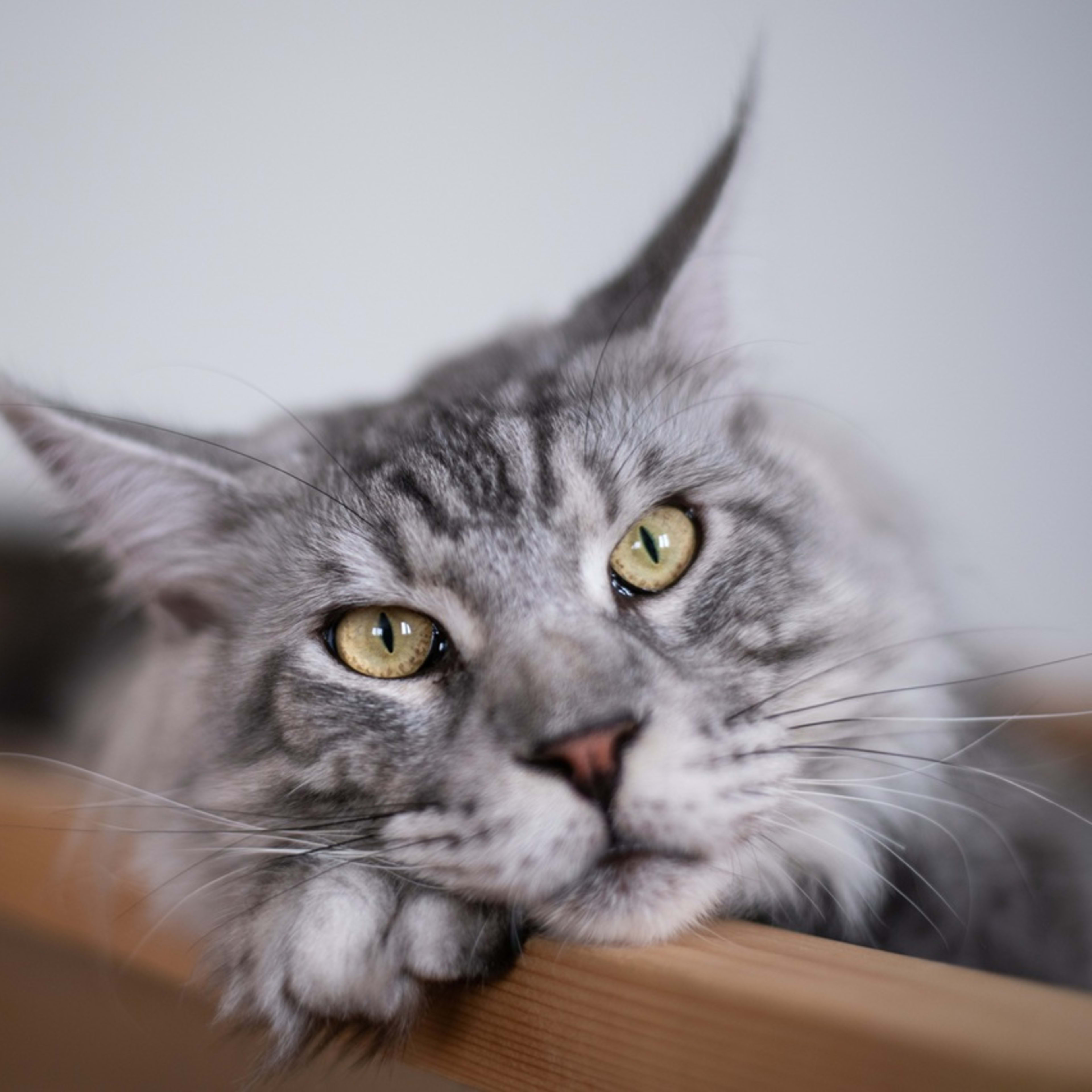 Golden Retriever Makes Biscuits Like a Cat and It's the Cutest Thing We ...