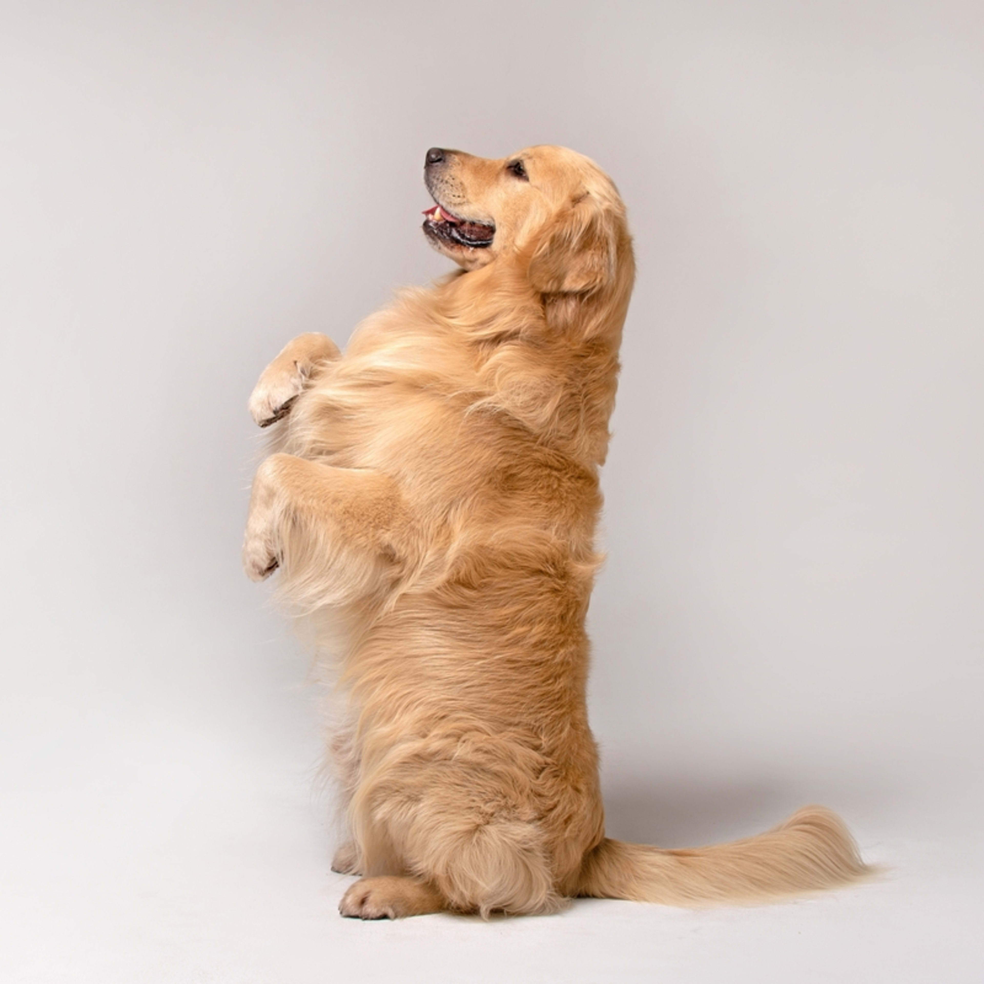 Dancing Golden Retriever Listening to 'Wiggle' Song Clearly Understood ...