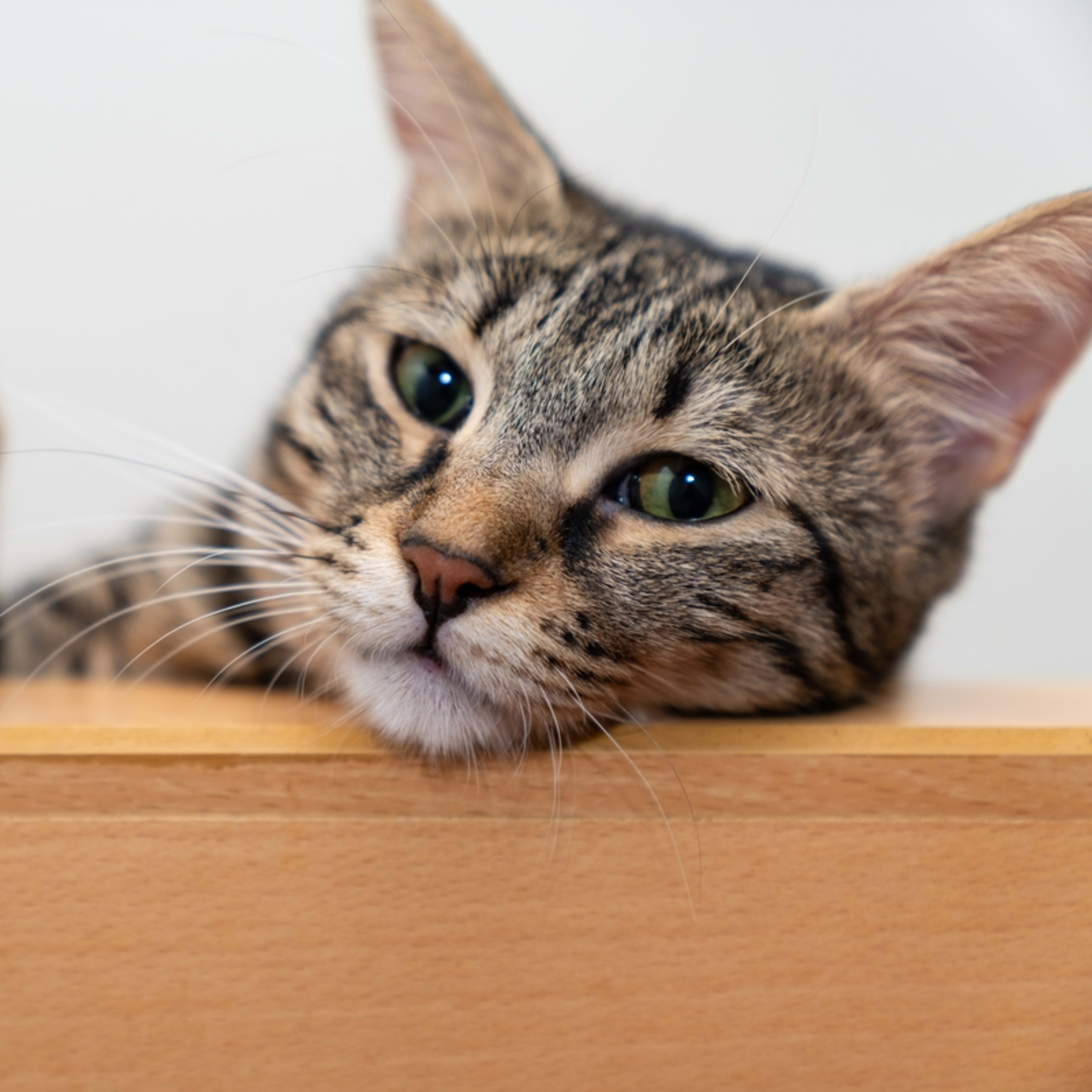 Tiny Yorkshire Terrier in Christmas Sweater Has the Best Response to ...