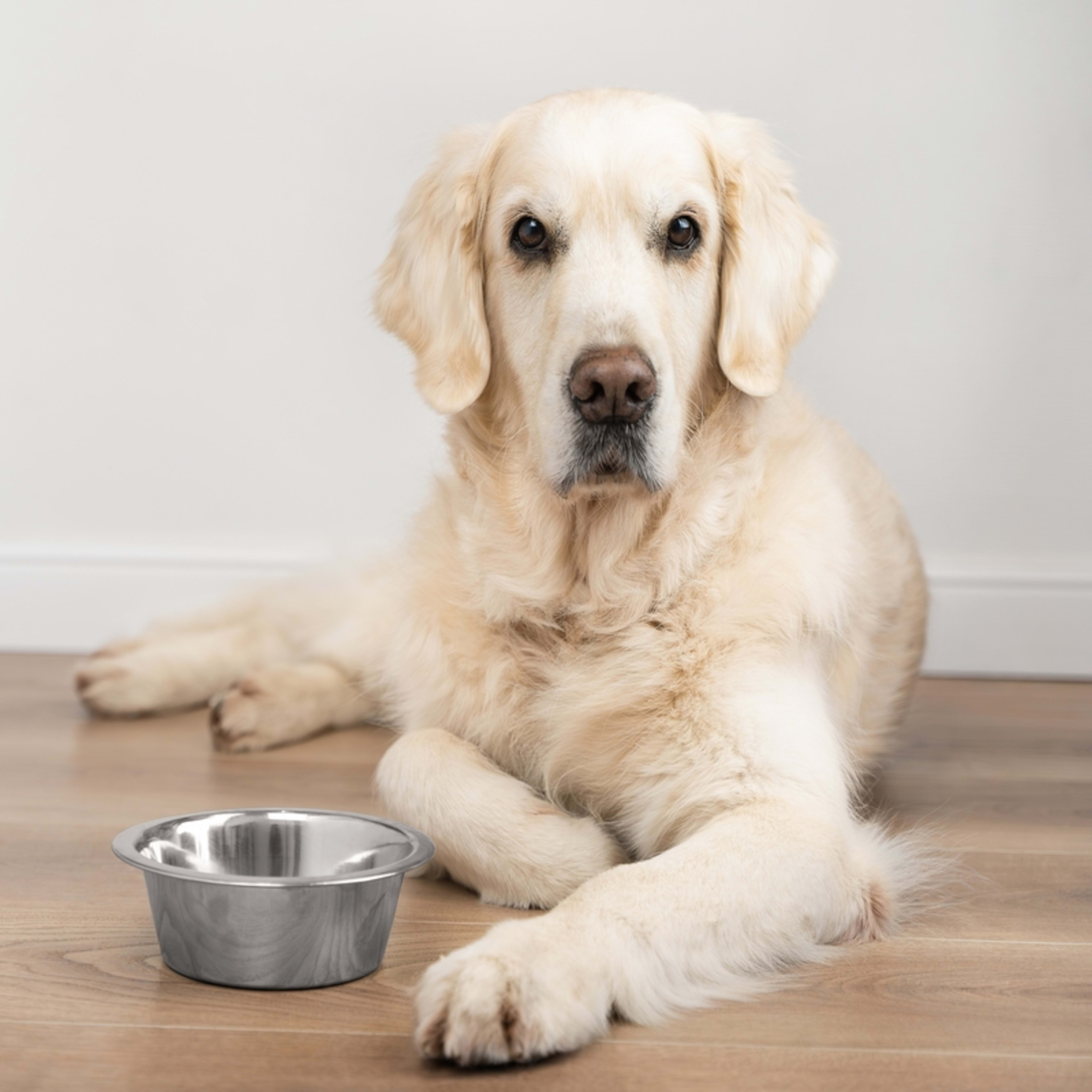Hangry Golden Retriever on a Diet Puts on a Comical Show With Food Bowl ...