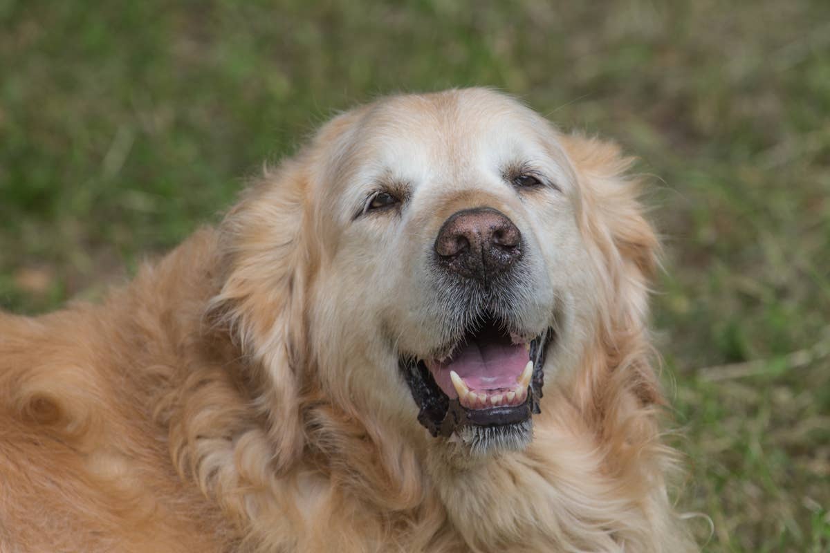 Golden Retriever Becomes 'Main Character' Everywhere He Goes and It's ...