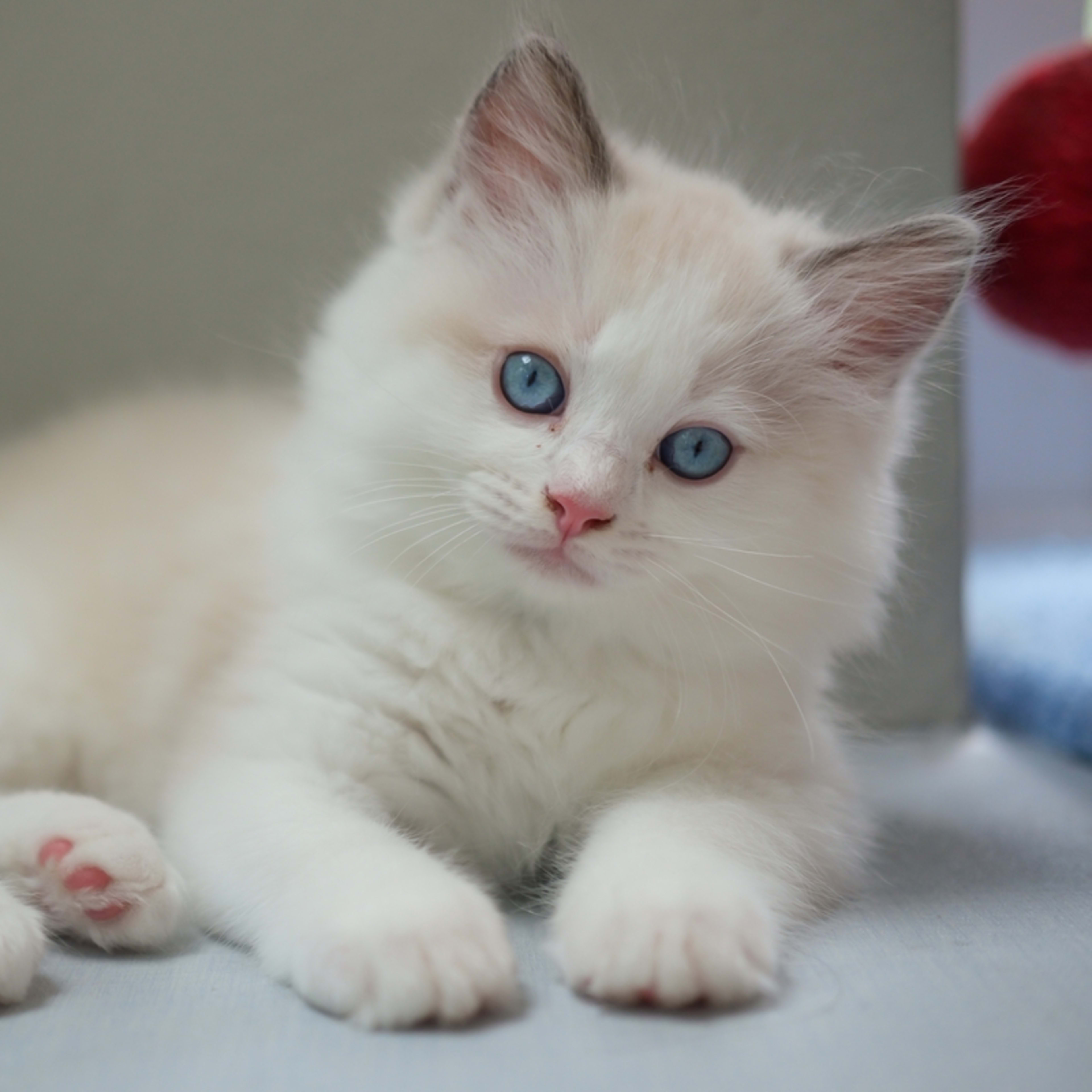 Ragdoll Kitten Settles in for Nap Alongside Sleeping Human Baby in ...