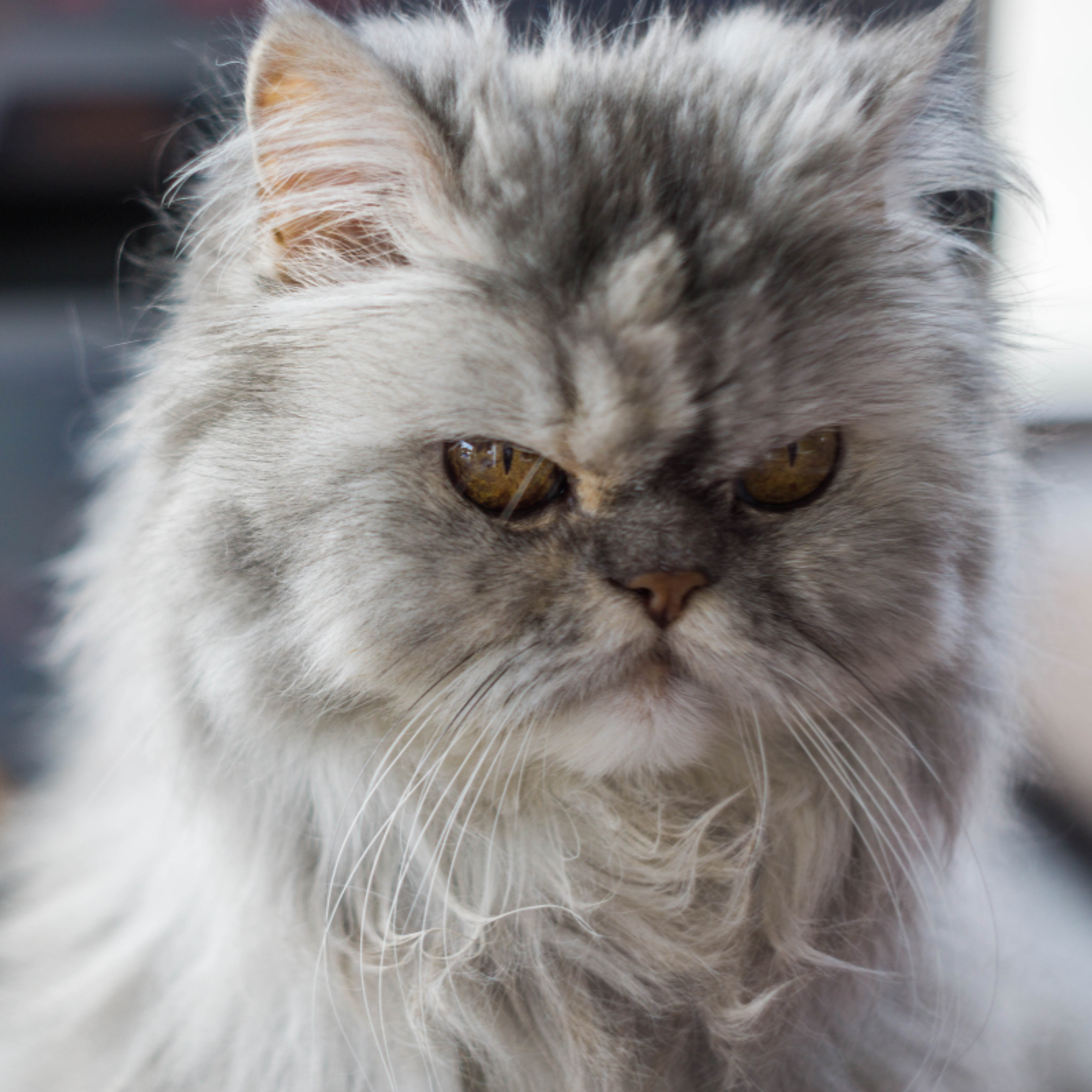 Grumpy Persian Cat Is Not Feeling the Christmas Spirit at All - Parade Pets
