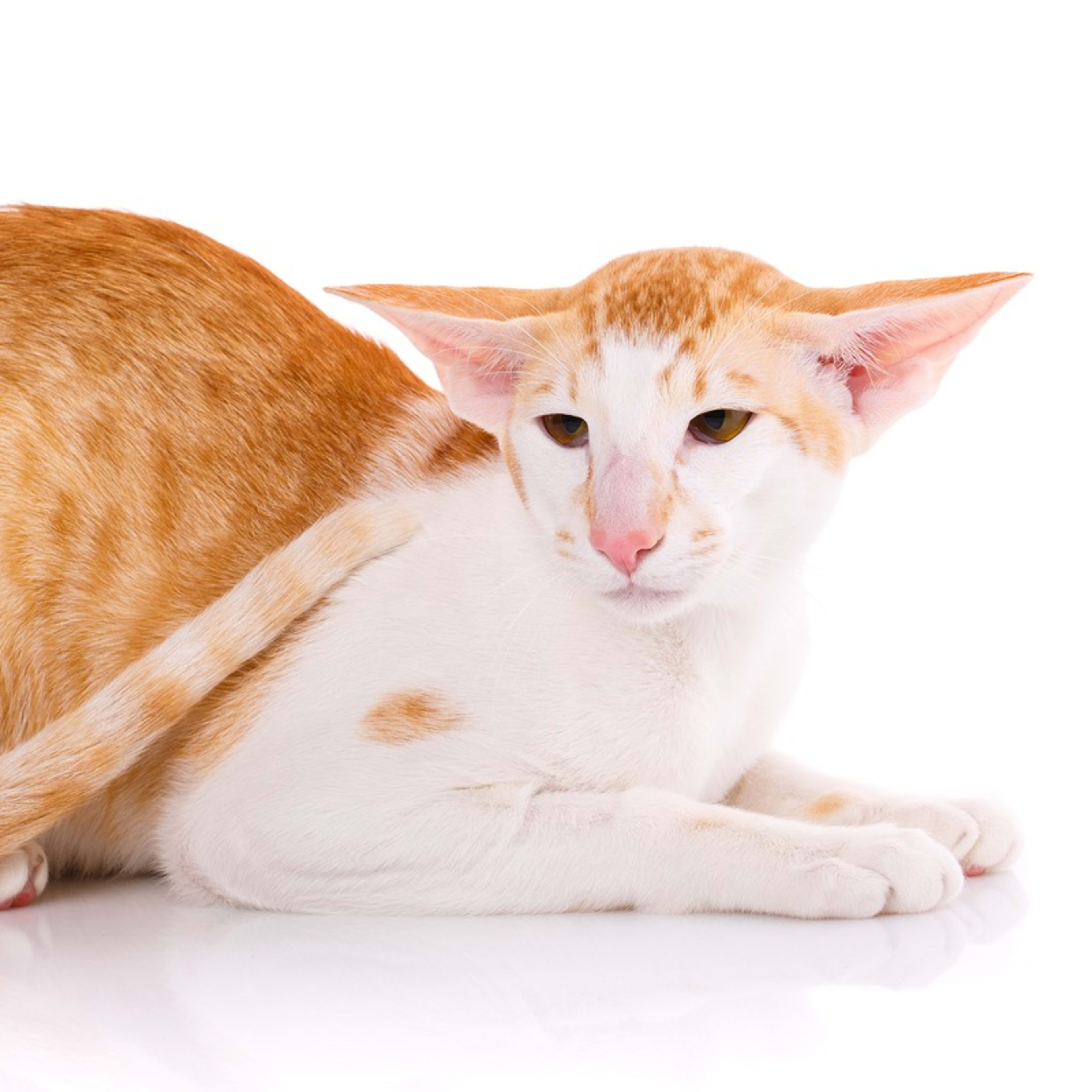 Oriental Shorthair Cat In Turtleneck Is Giving Prince Harry Vibes ...
