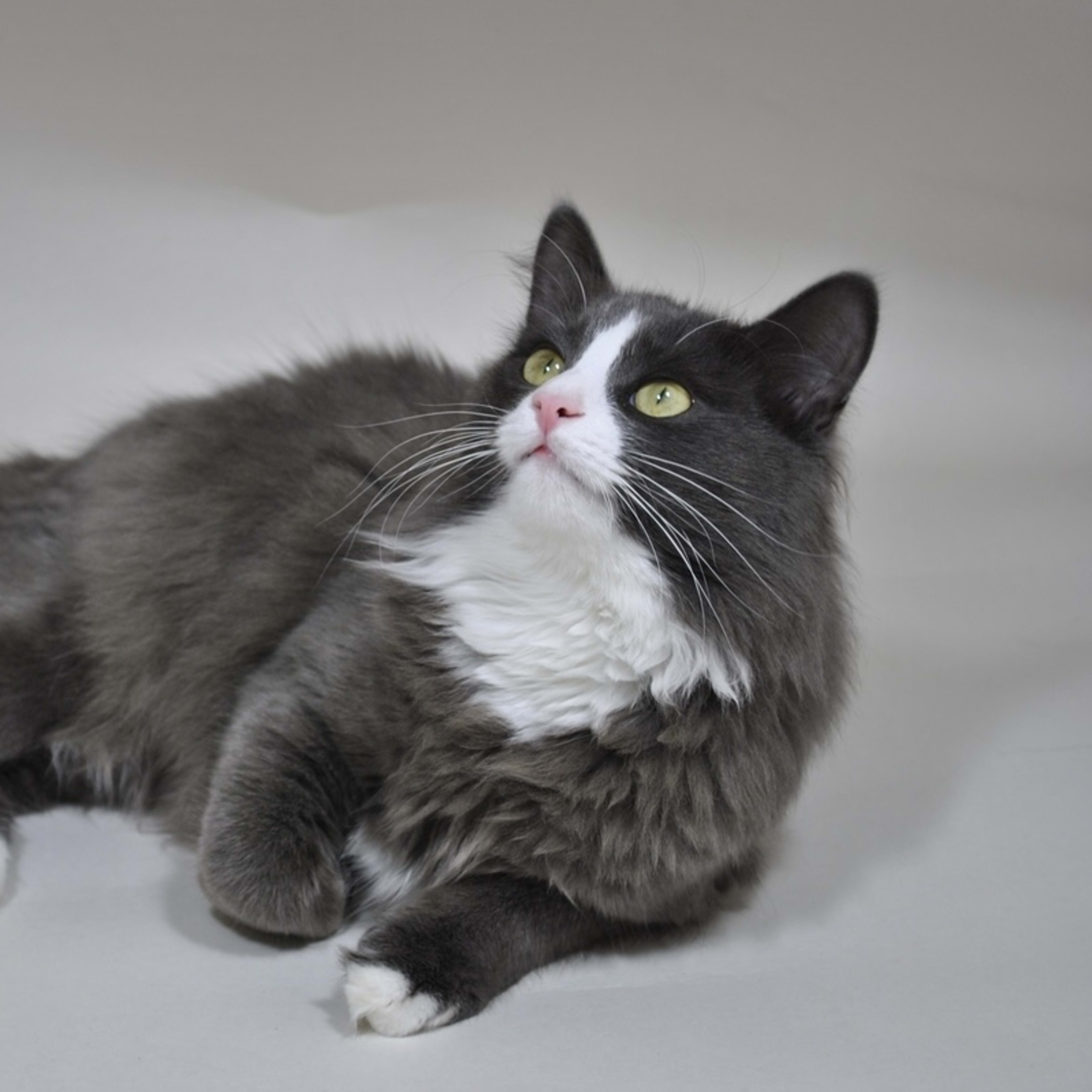 Update on 'Terrified' Dog Who Fell From Bridge Has Everyone Crying ...