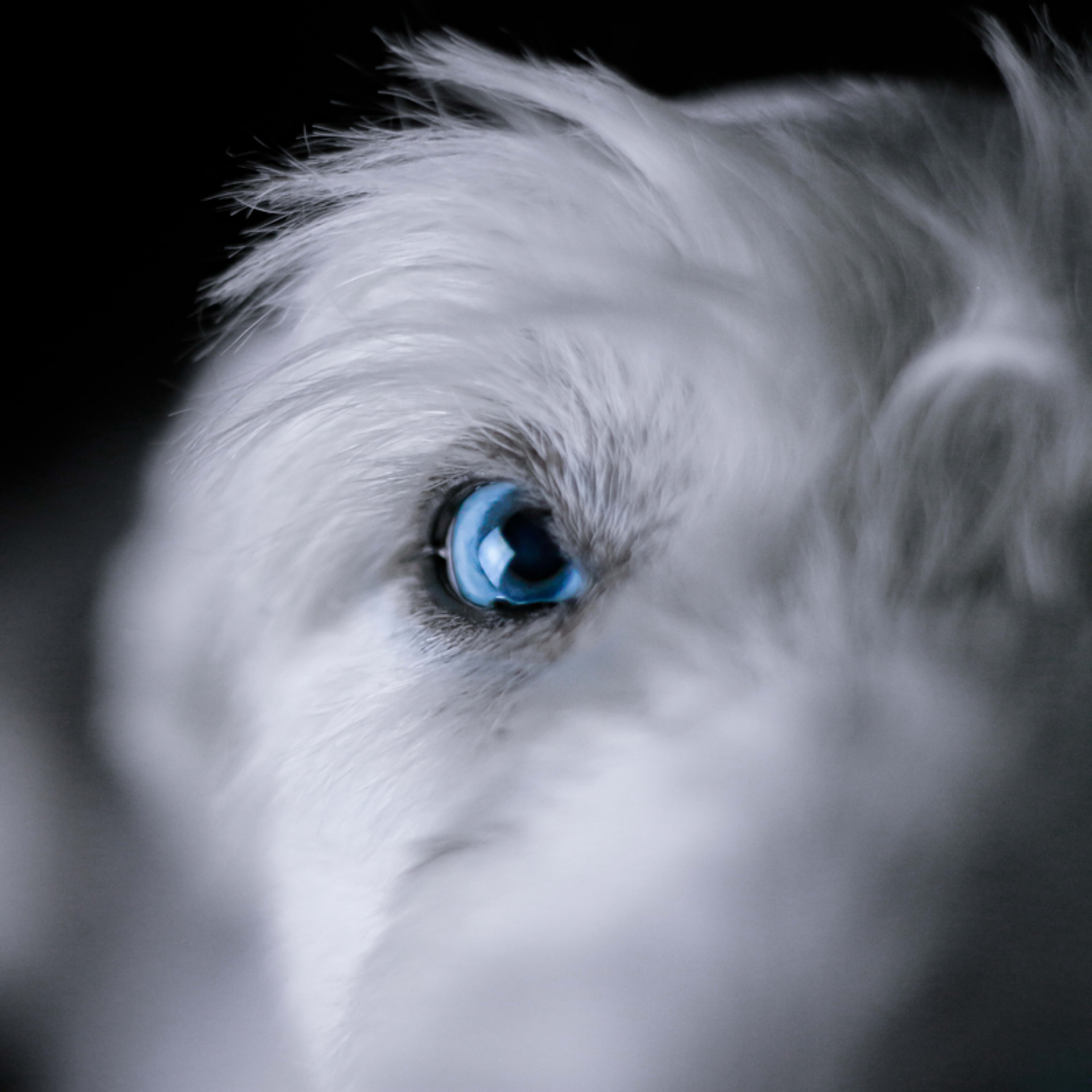 Old English Sheepdog Watching a Movie Isn't a Fan of Dad Interrupting ...