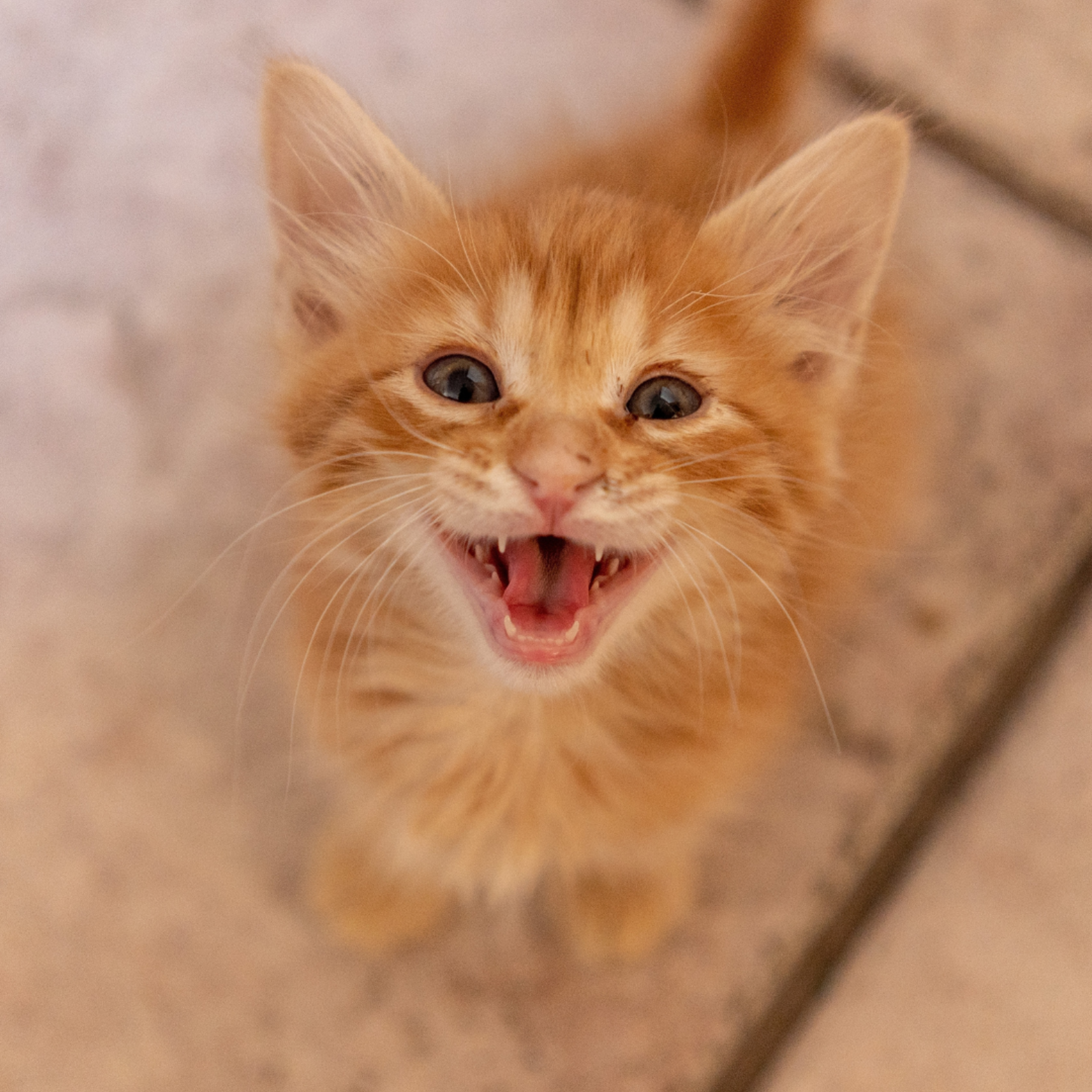 kitten smiling