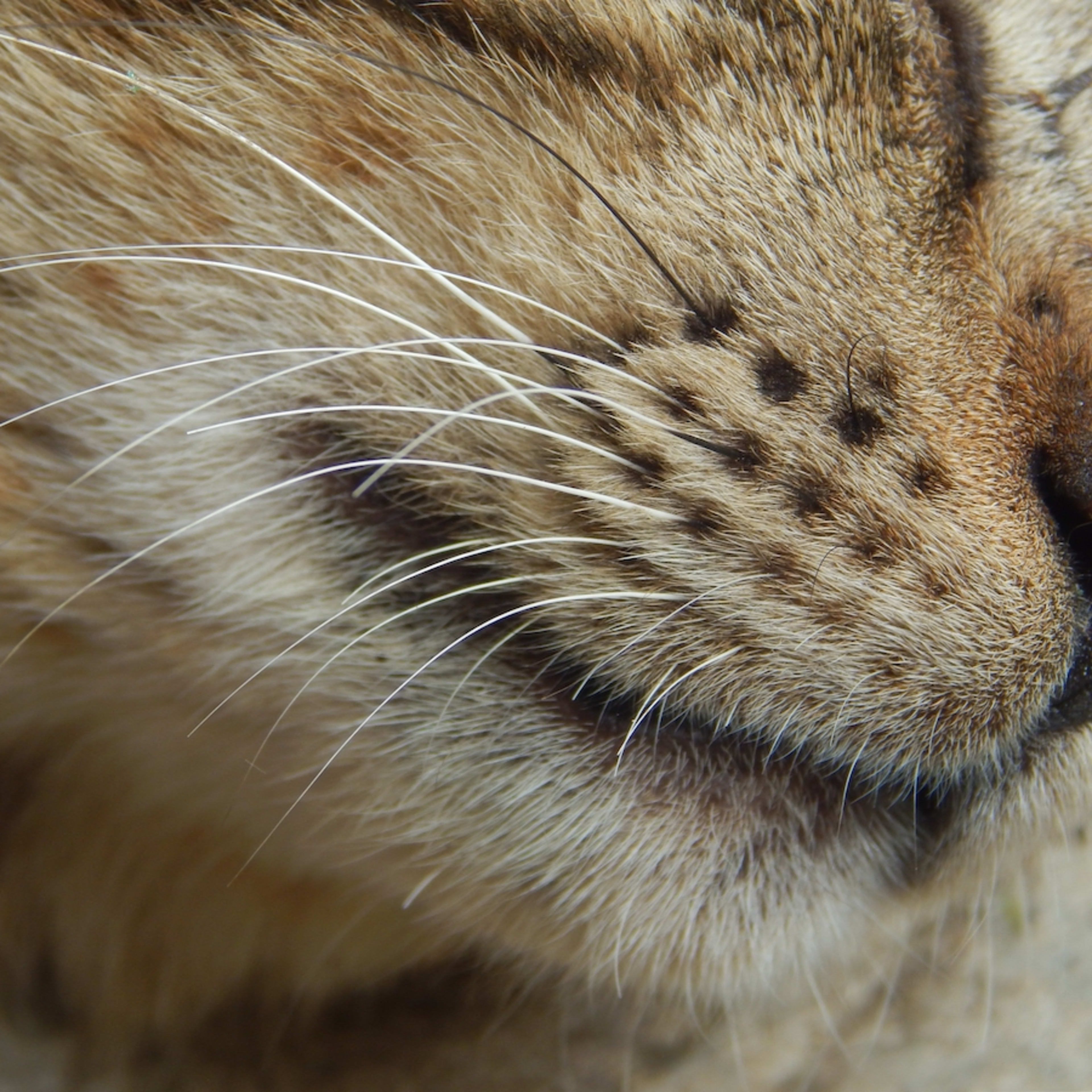 Rescue Cat Who Looks Like a Bunny Takes Her First Bath and Reveals an ...