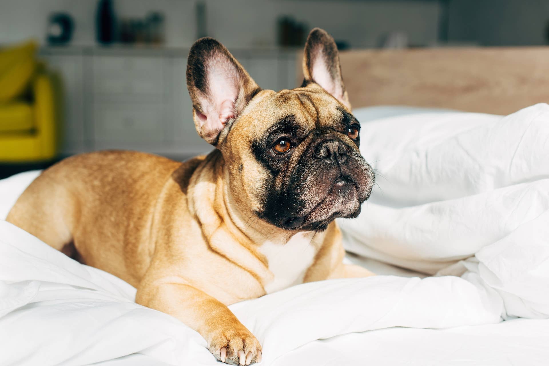 Unique 'Fluffy Frenchie' Looks Like the Smushiest Little German ...