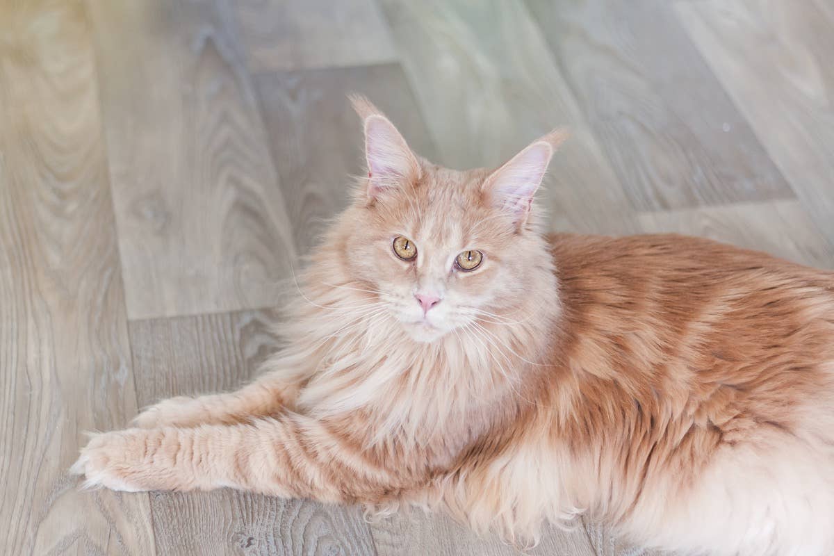Maine Coon Kitten's Unique Color Pattern Has Everyone Mesmerized ...