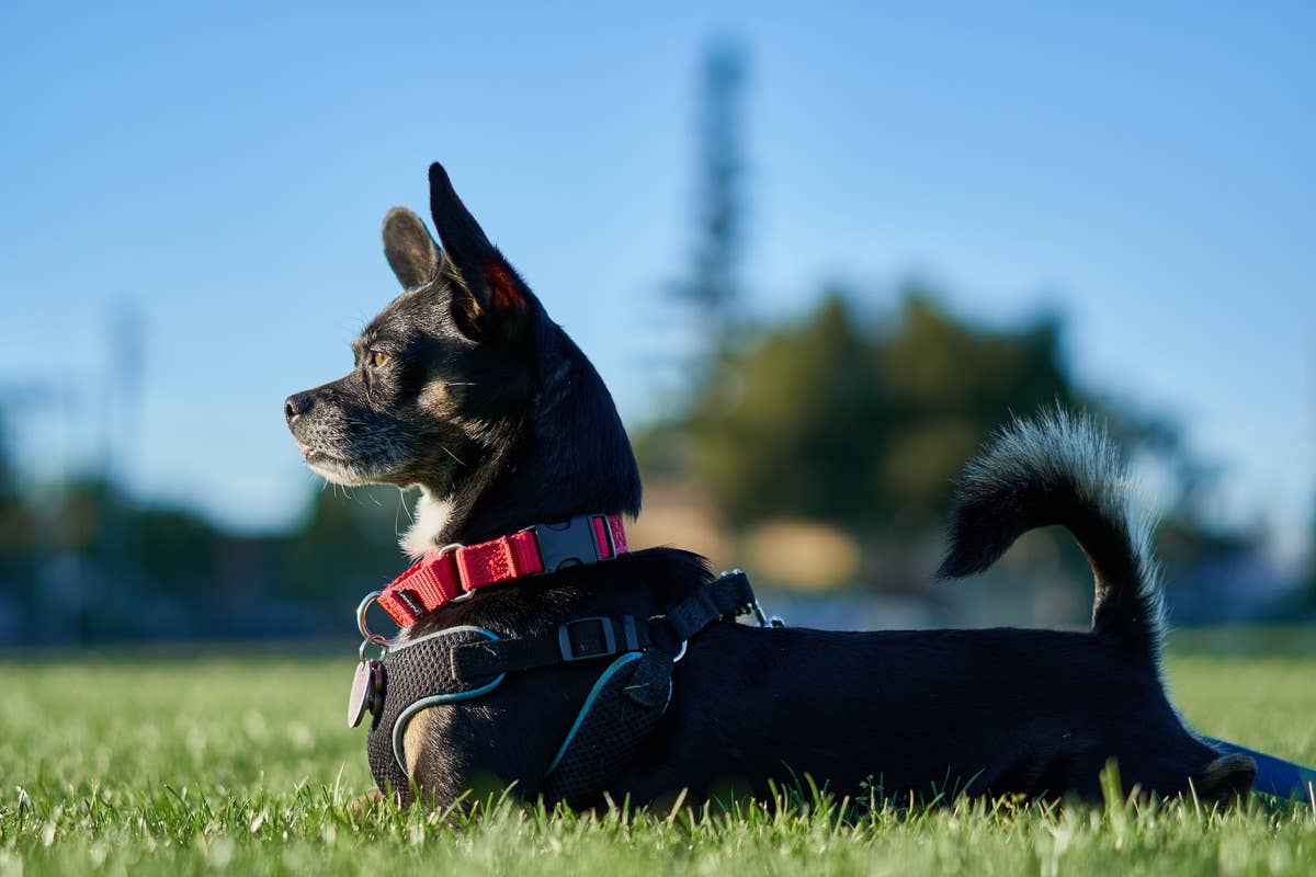 Why Do Dogs Turn Their Back to You? - Parade Pets