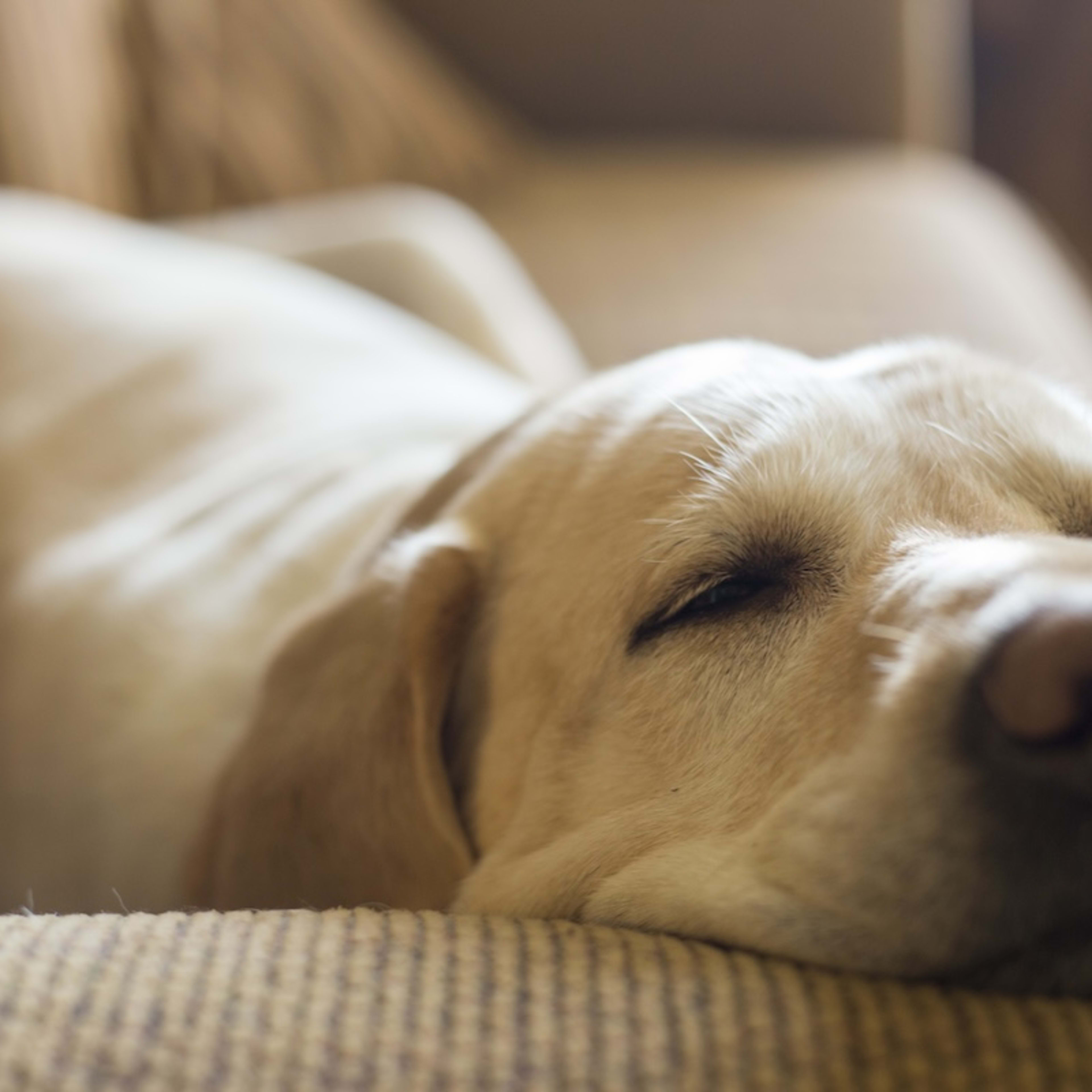 Yellow Lab Curled Up Like a Croissant in Mom’s Planter Is Too Cute To ...