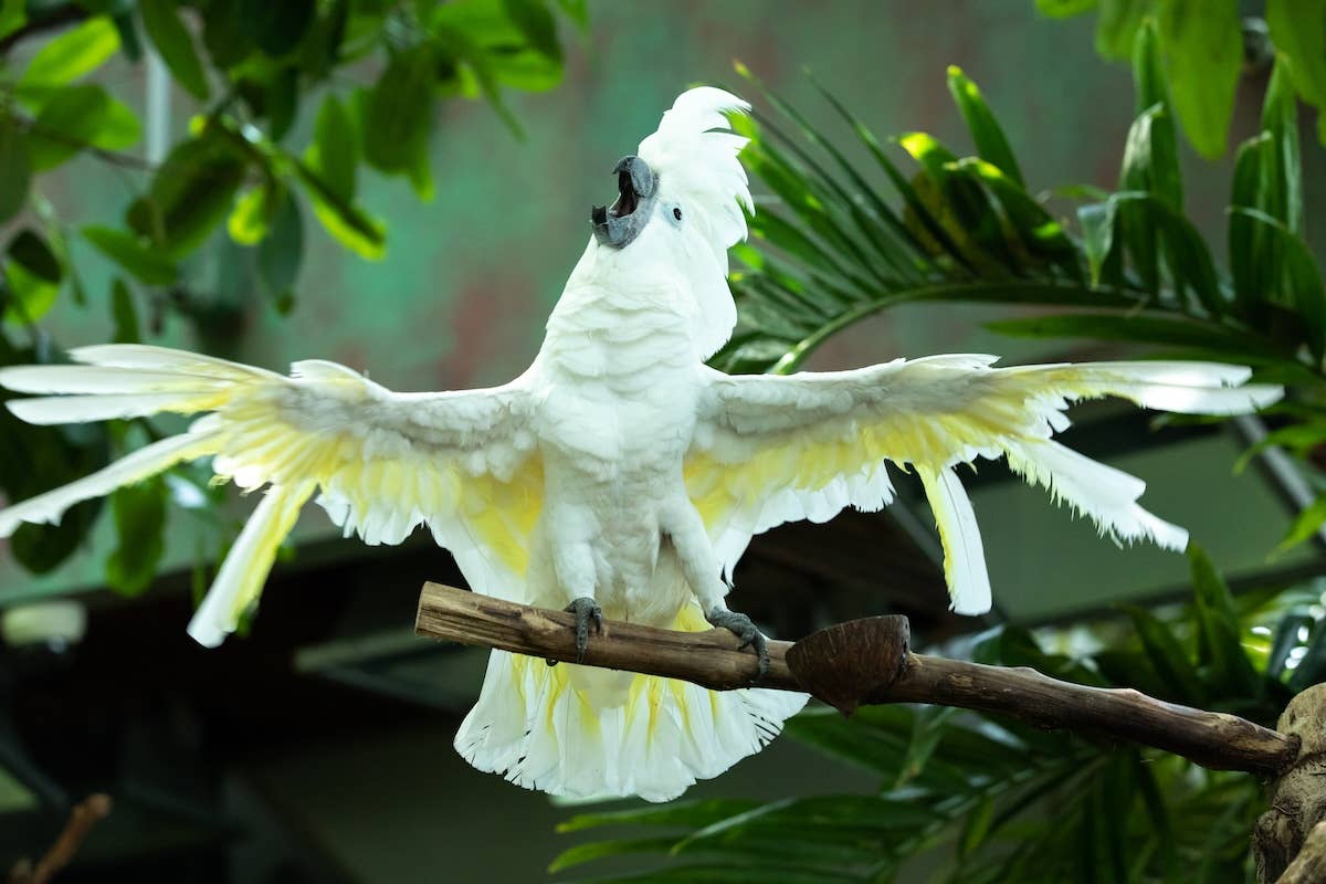 Cockatoo Who 'Lives for His Morning Bed Routine' Couldn't Be More ...