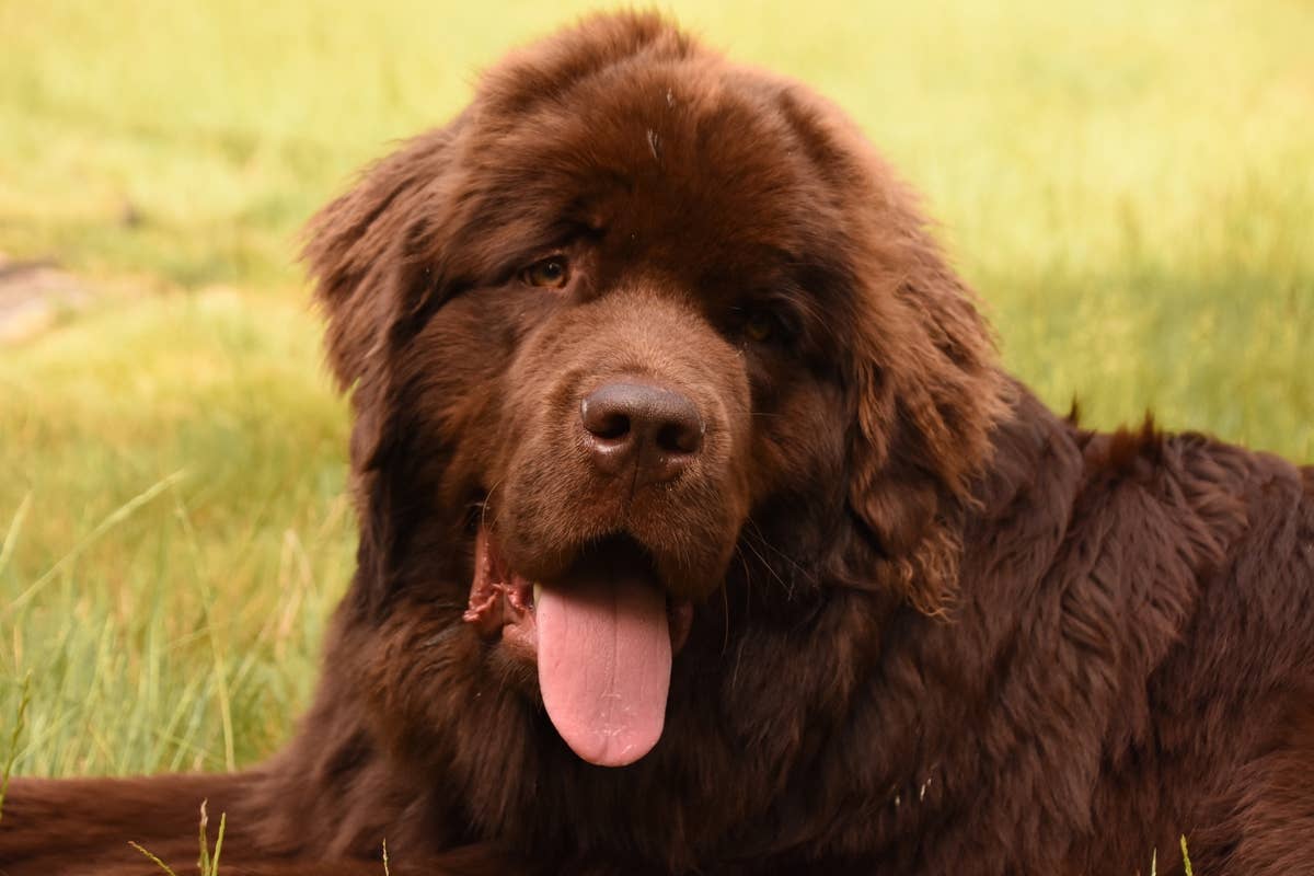 Newfoundland Becomes Human Brother's 'Basketball Coach' - Parade Pets