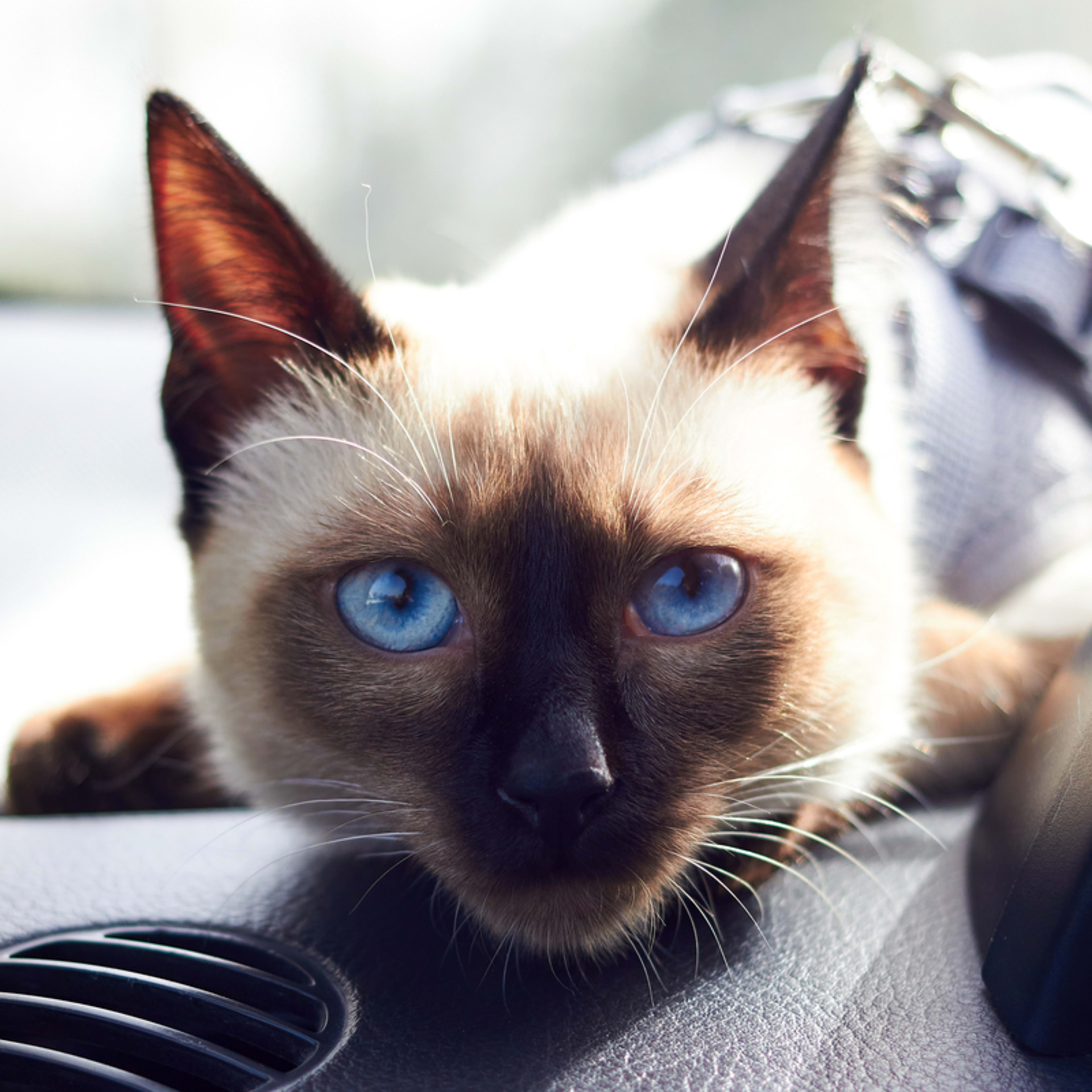 ‘Massive’ Flame Point Siamese Cat ‘Size of Adult Man’ Is All Big Boy ...