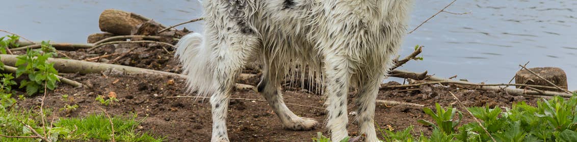 Pup Who's One of World's Most Rare Dog Breeds Just Sold for Over 5 ...