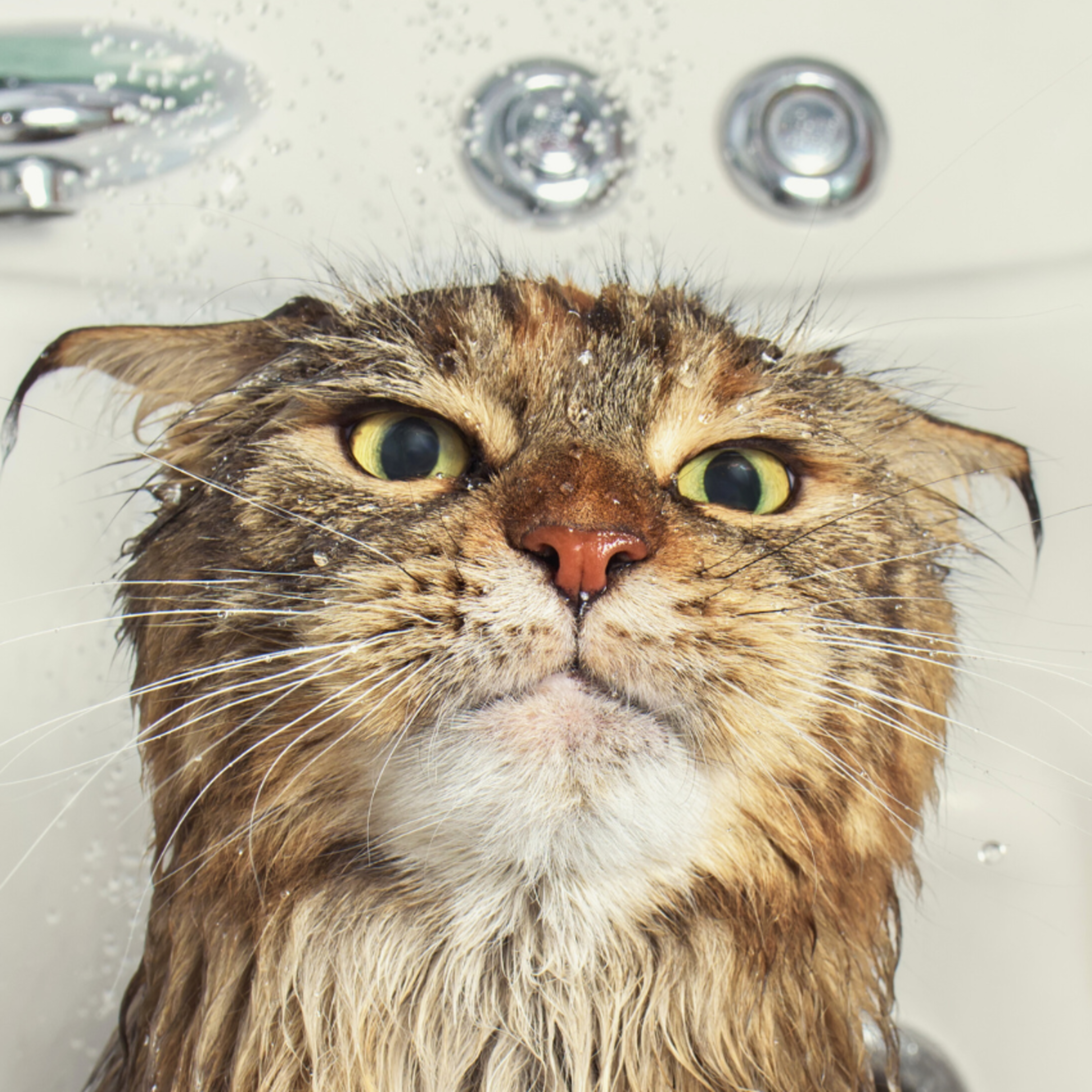 Can Cats Have Ice Cream as a Treat? A Vet Explains - Parade Pets