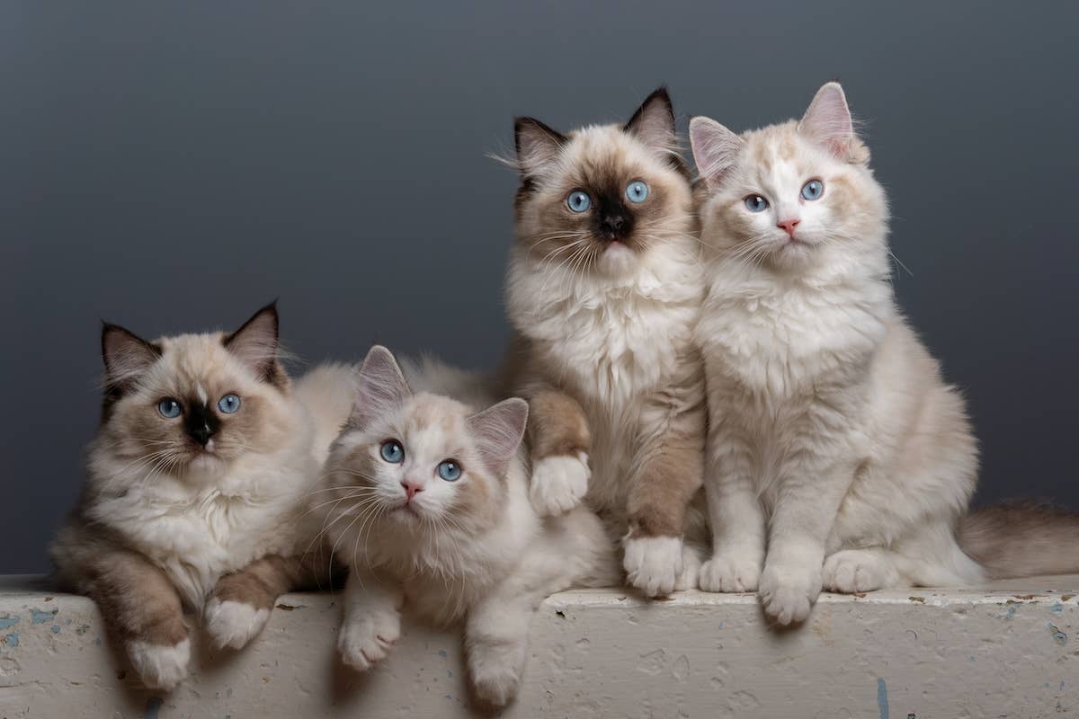 2 Ragdoll Cat Moms with All Their Newborn Kittens Indulge in the Cutest ...