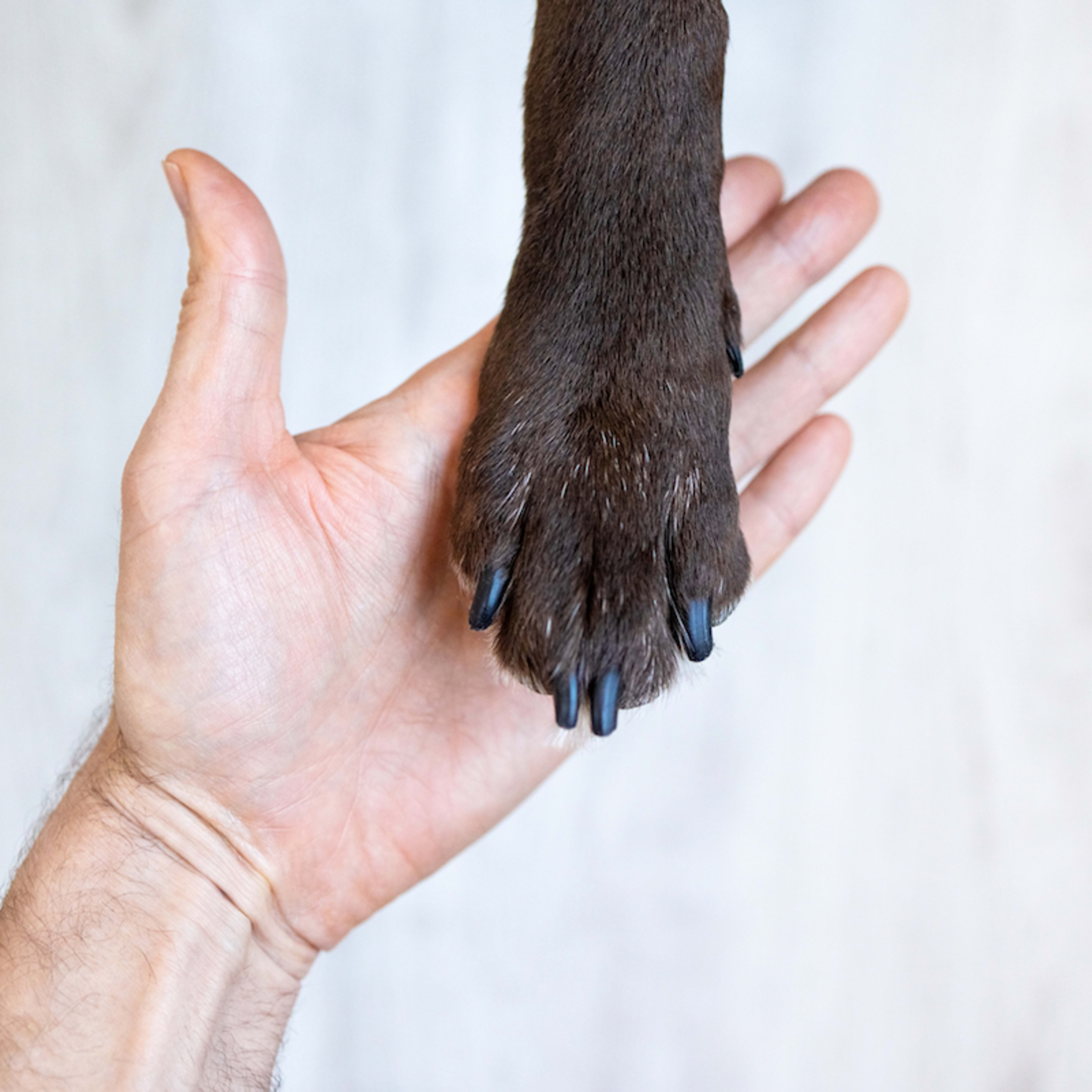 Stunning Shepherd Breed Dogs Are So Rare, Most People Don’t Know They ...