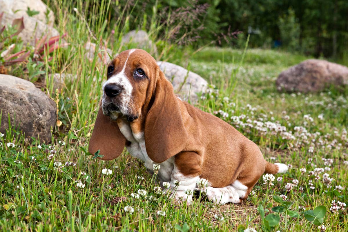 Basset Hound's Pure Love for His Tiny Puppy Sister Will Make Anyone ...
