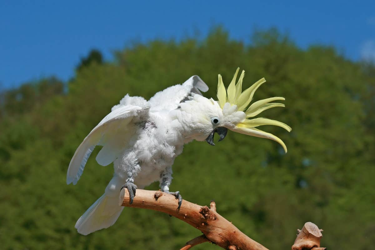 Clingy Cockatoo Has Cutest Freakout When Mom Goes to Clean His Room ...