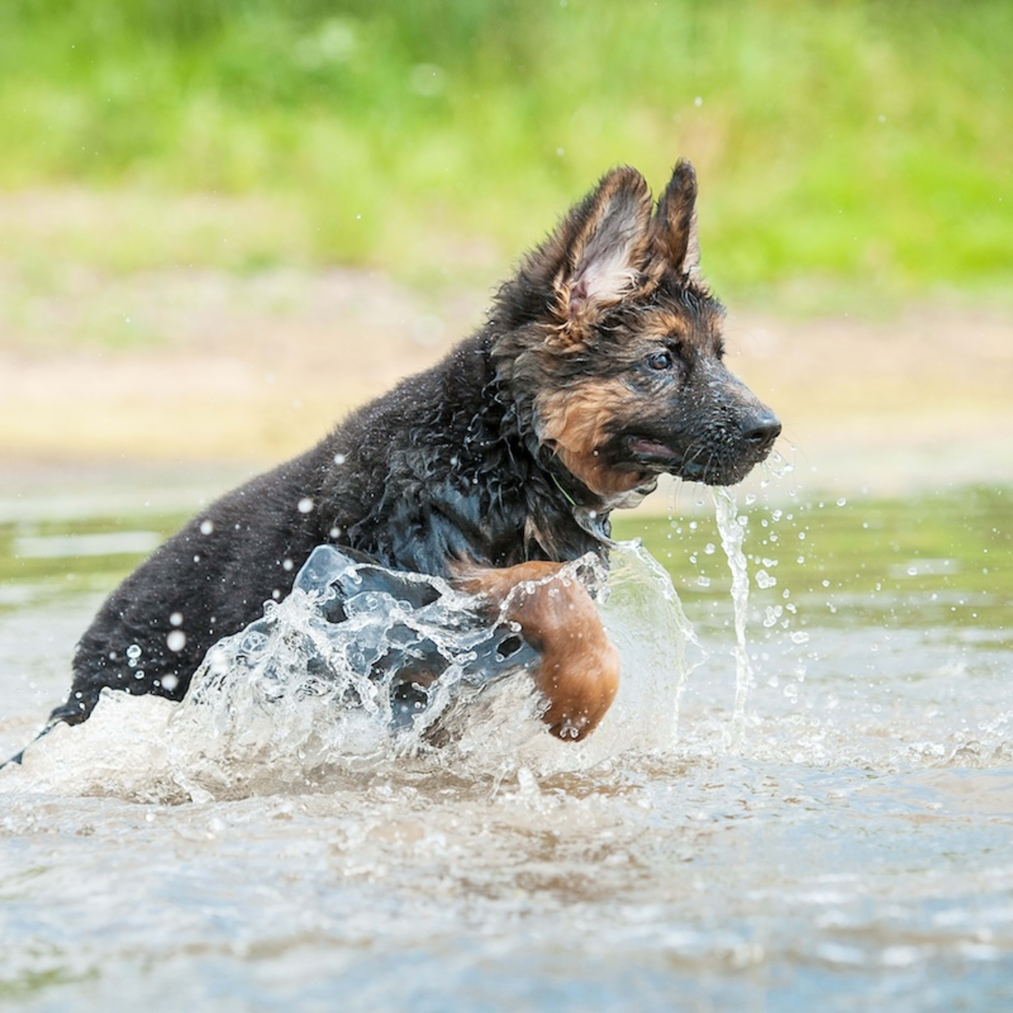 German Shepherd Puppy’s ‘Crate Gymnastics’ Are a True Talent - Parade Pets