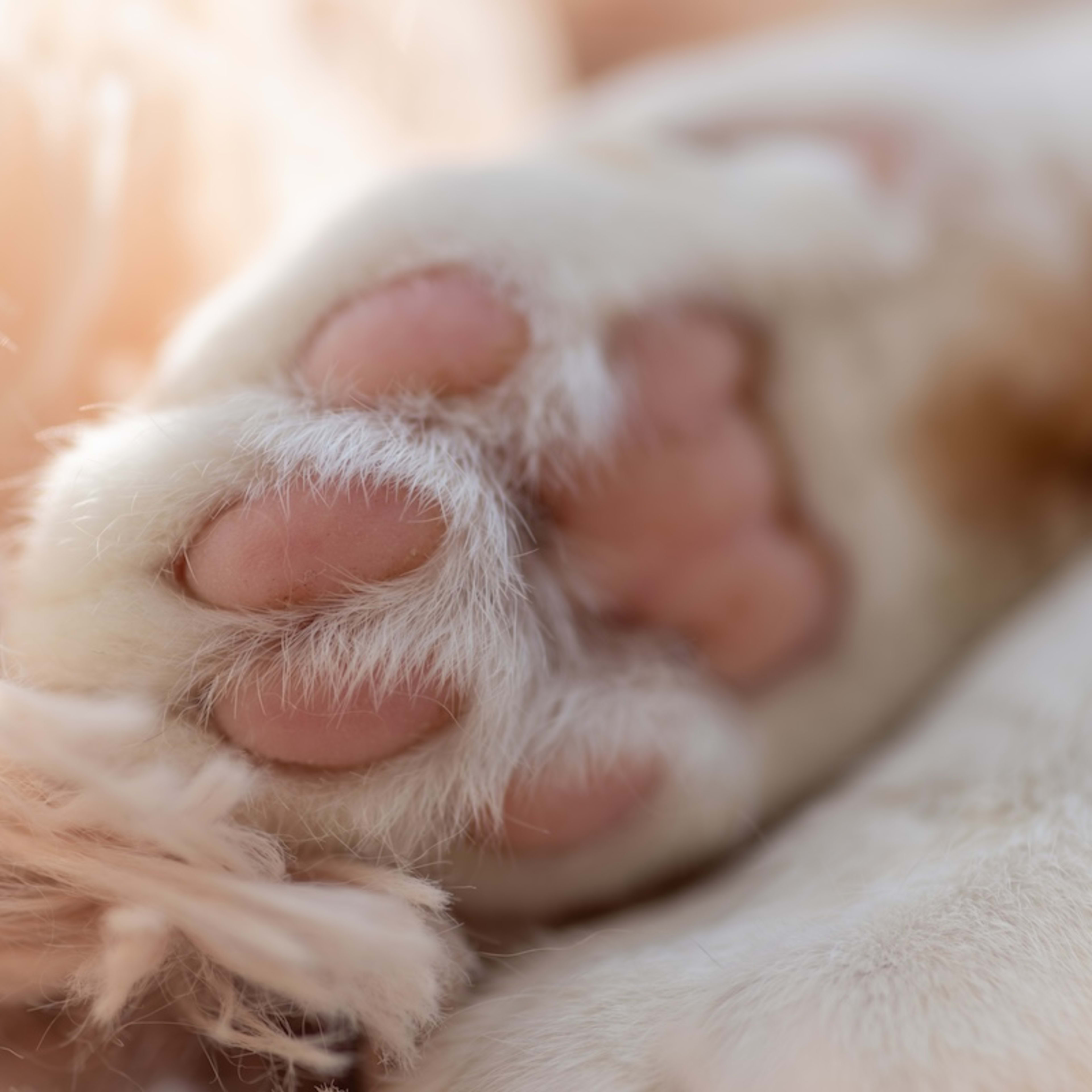 Polydactyl Maine Coon Kitten's Multiple Tiny Toe Beans Have Everyone ...