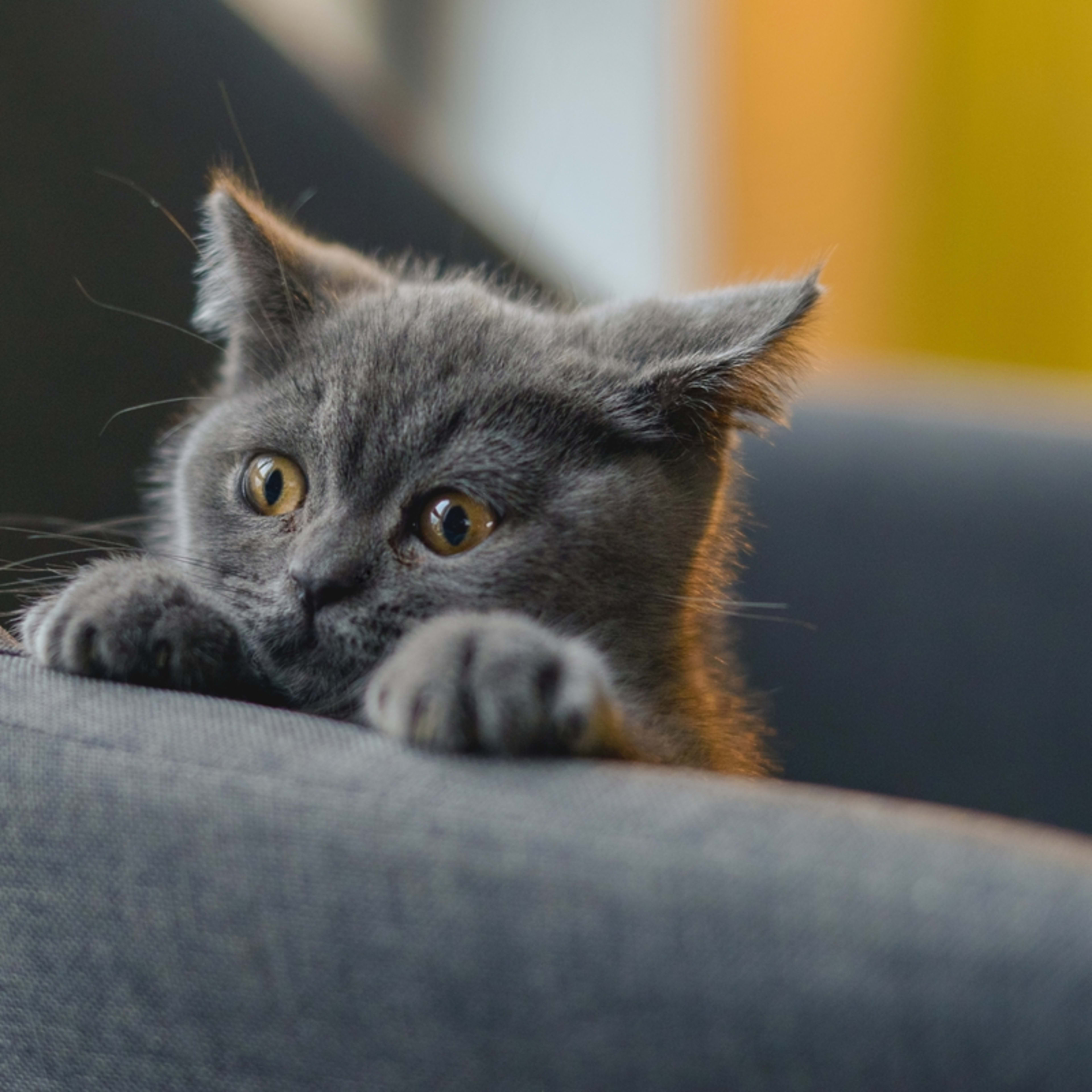 Tiny Black Kitten Who's Smaller Than a Soda Can Has the Internet ...
