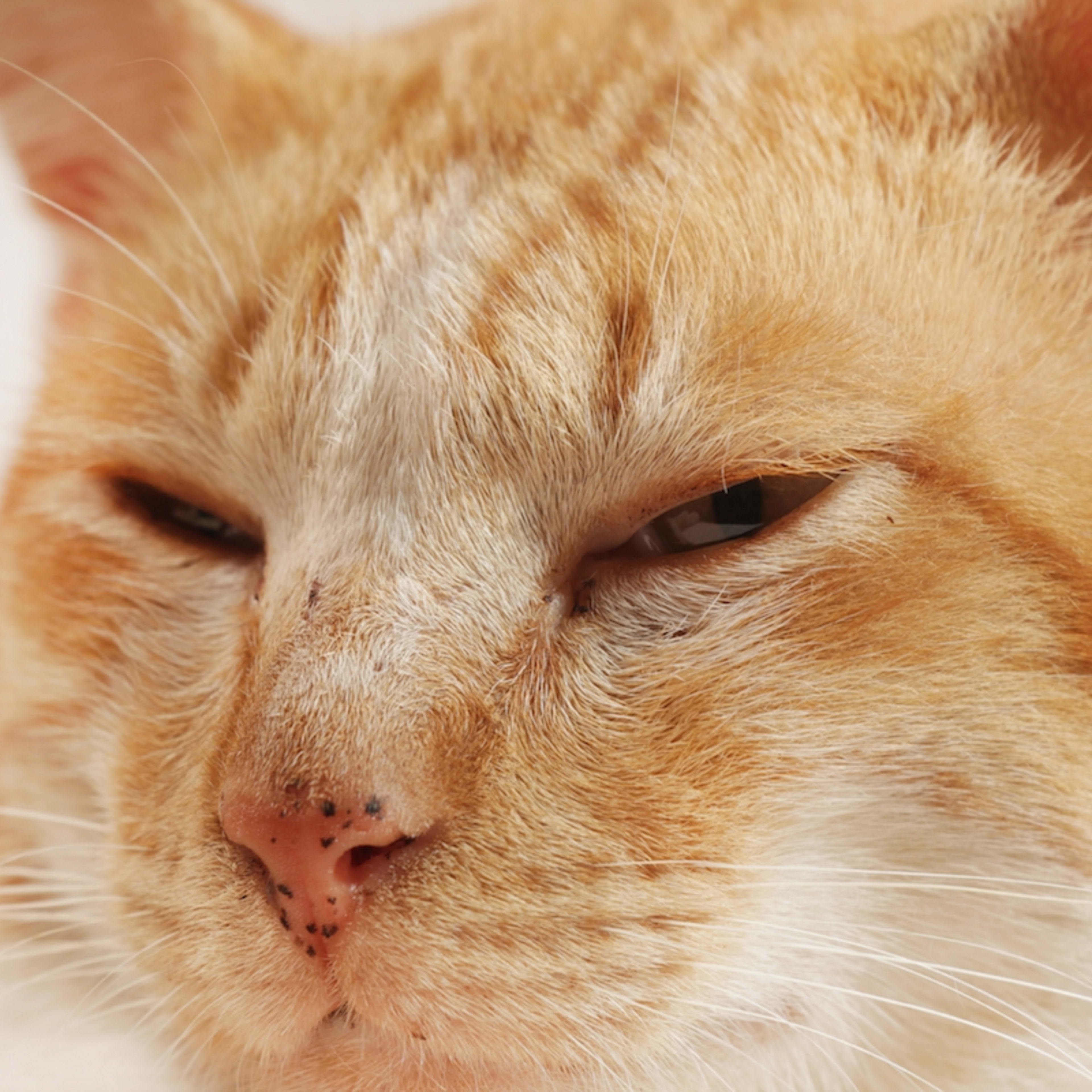 Orange Cat Named 'Cheddar' Goes Everywhere with His Hot Pink 'Emotional ...