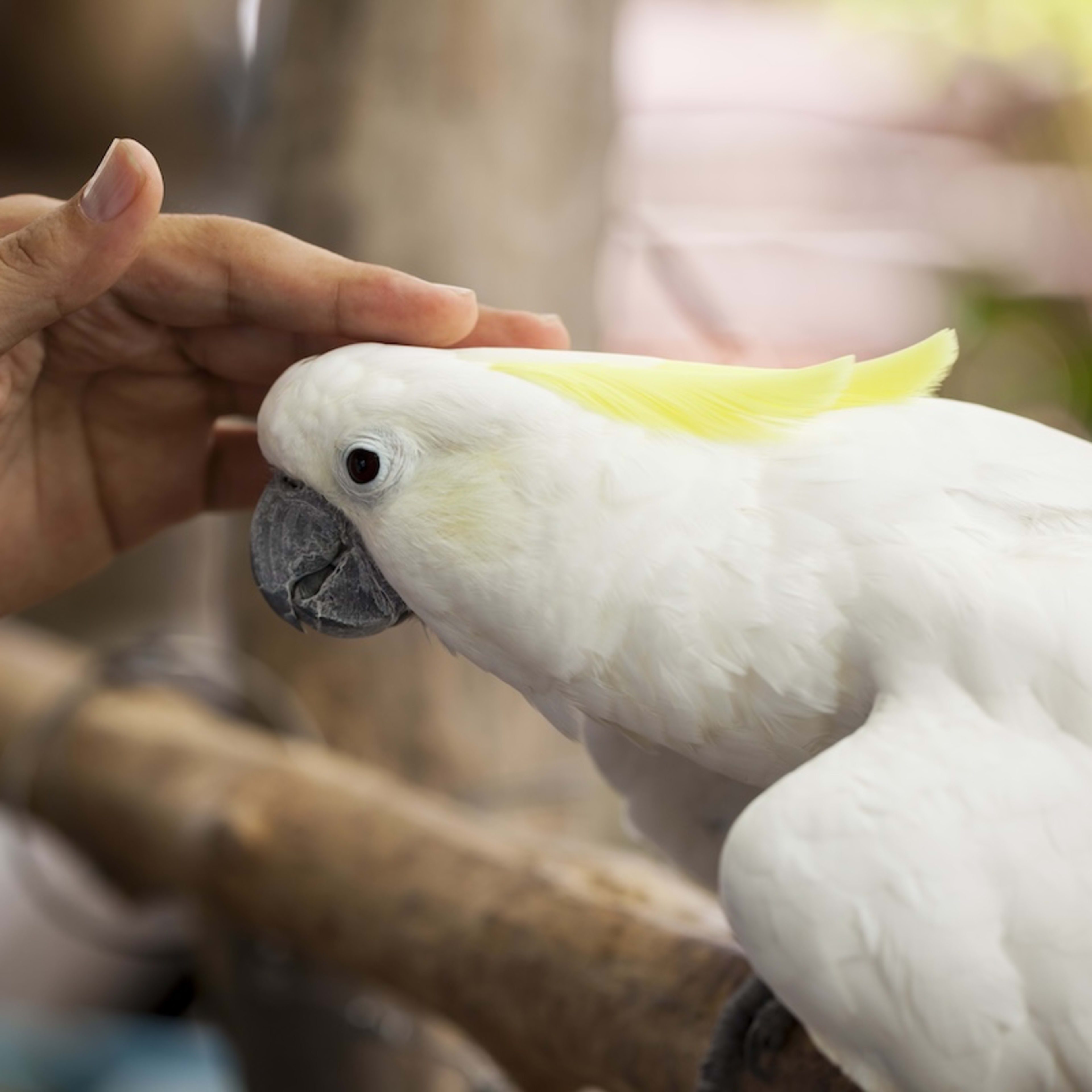 Ferocious Cockatoo Barking at ‘Intruder’ Might Just Be a True Guard Dog ...