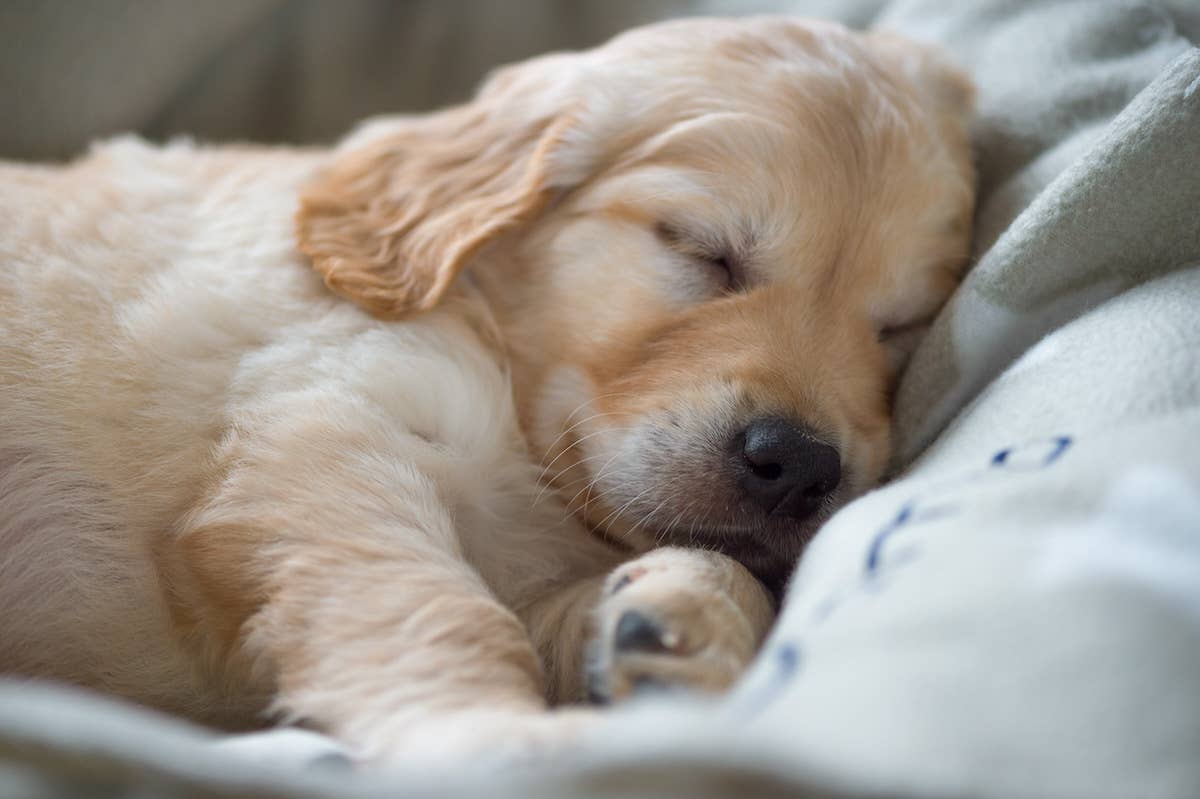 Golden Retriever Puppy's First Home Depot Run Is Full of Smiles for ...