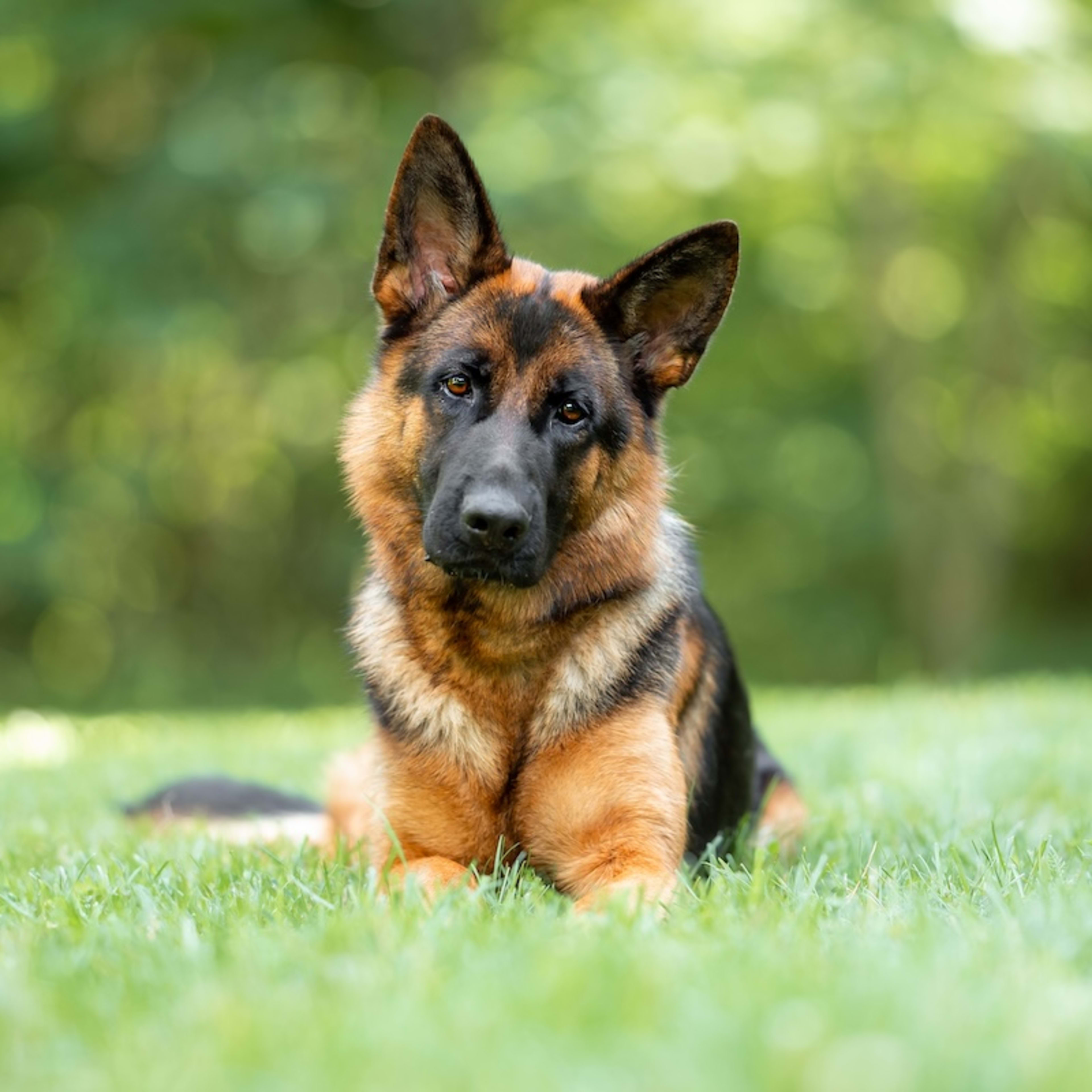 Black German Shepherd Closes His Mouth To Think and It's So Human-Like ...