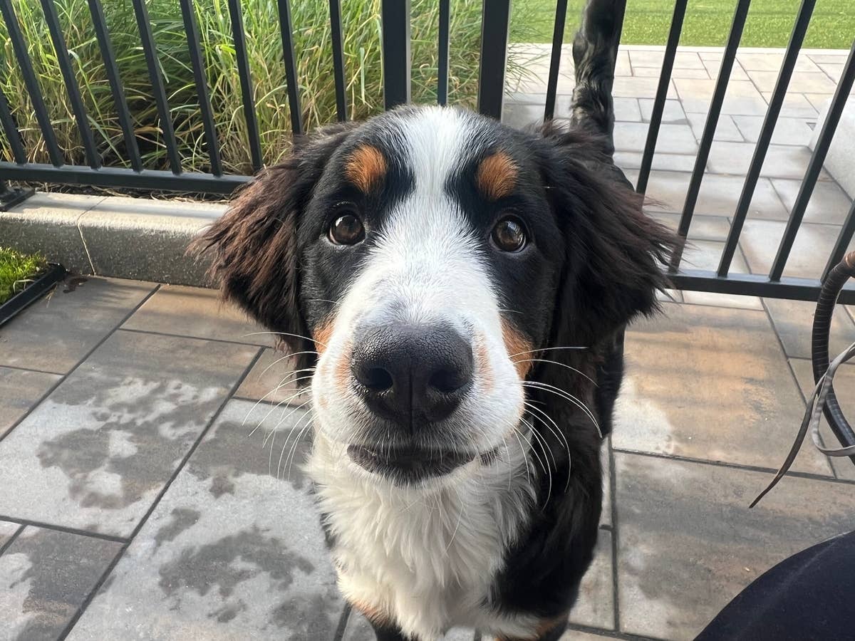 All-White Bernese Mountain Dog Looks Like a Milky Mountain King ...