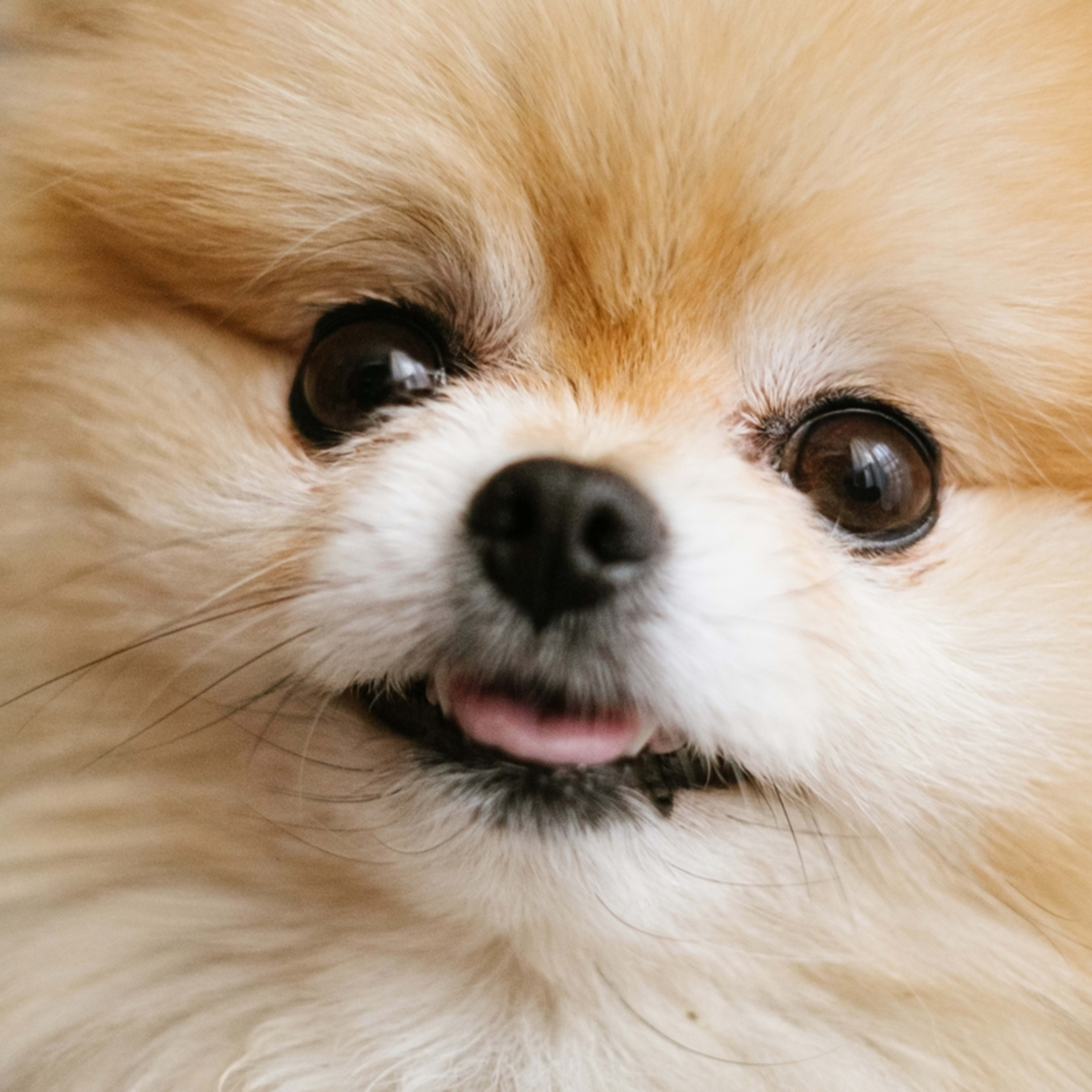Pomeranian & Cavapoo's Lively 'Conversation' With Ragdoll Cat Serves Up ...