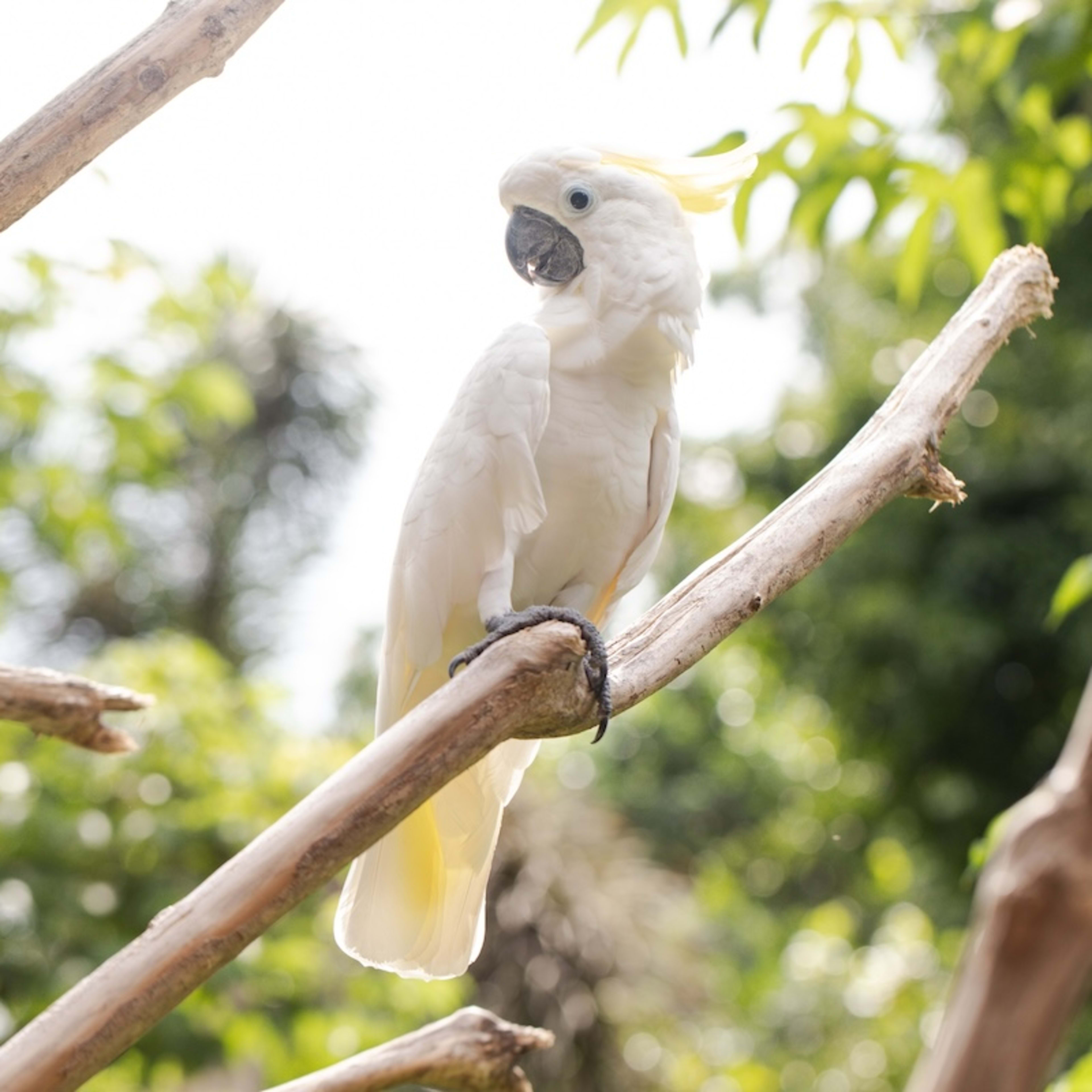 Cockatoo Sisters Challenge Each Other to 'Dance Off' and It's Total ...