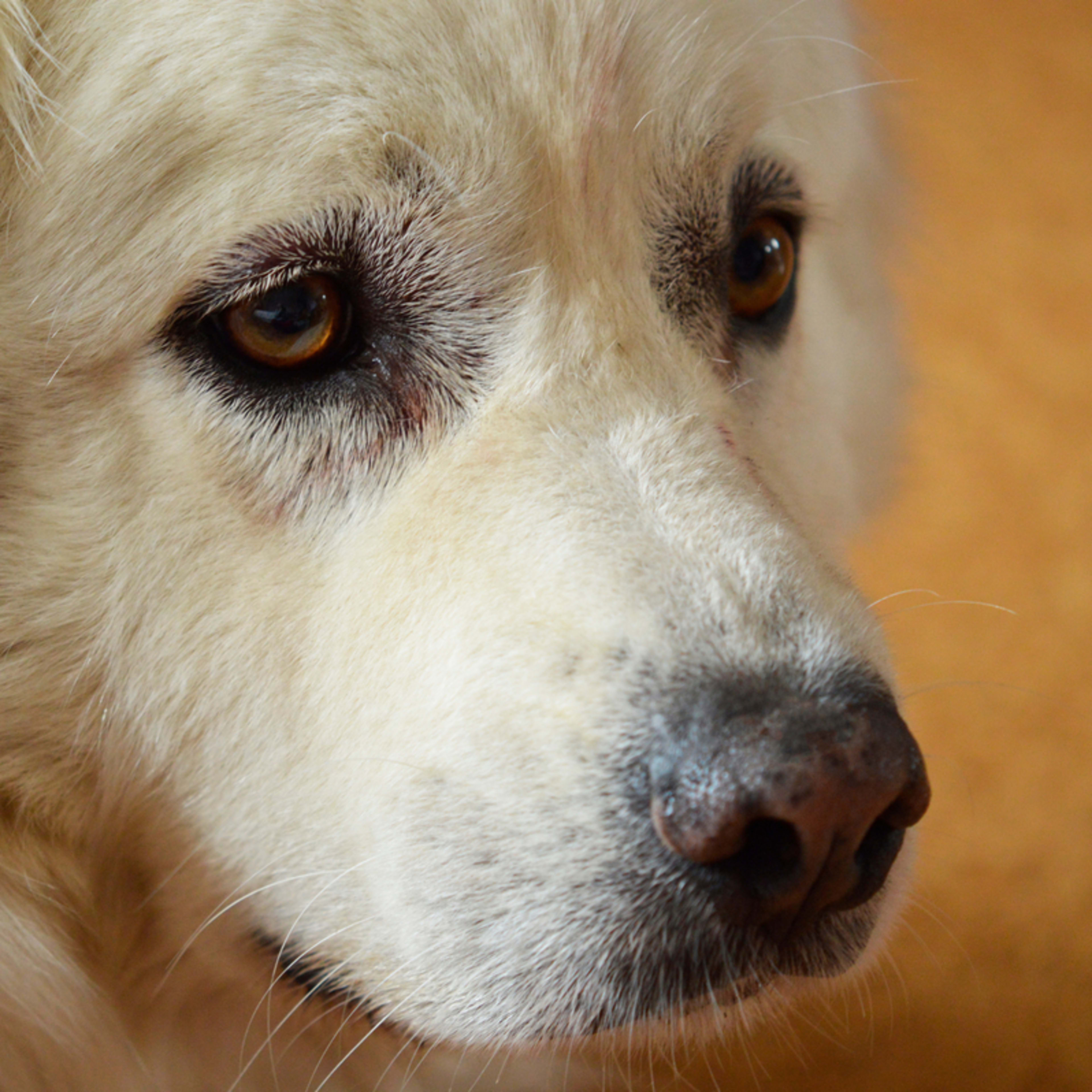 Scared Great Pyrenees' Transformation in Loving New Home After Rescue ...