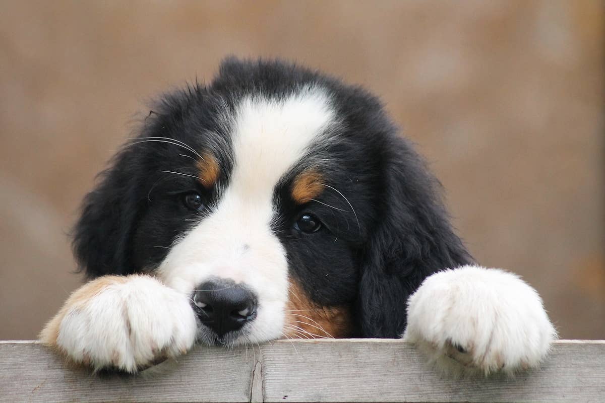 Ultra-Adorable 'Great Bernese' Is the Most Majestic Puppy - Parade Pets