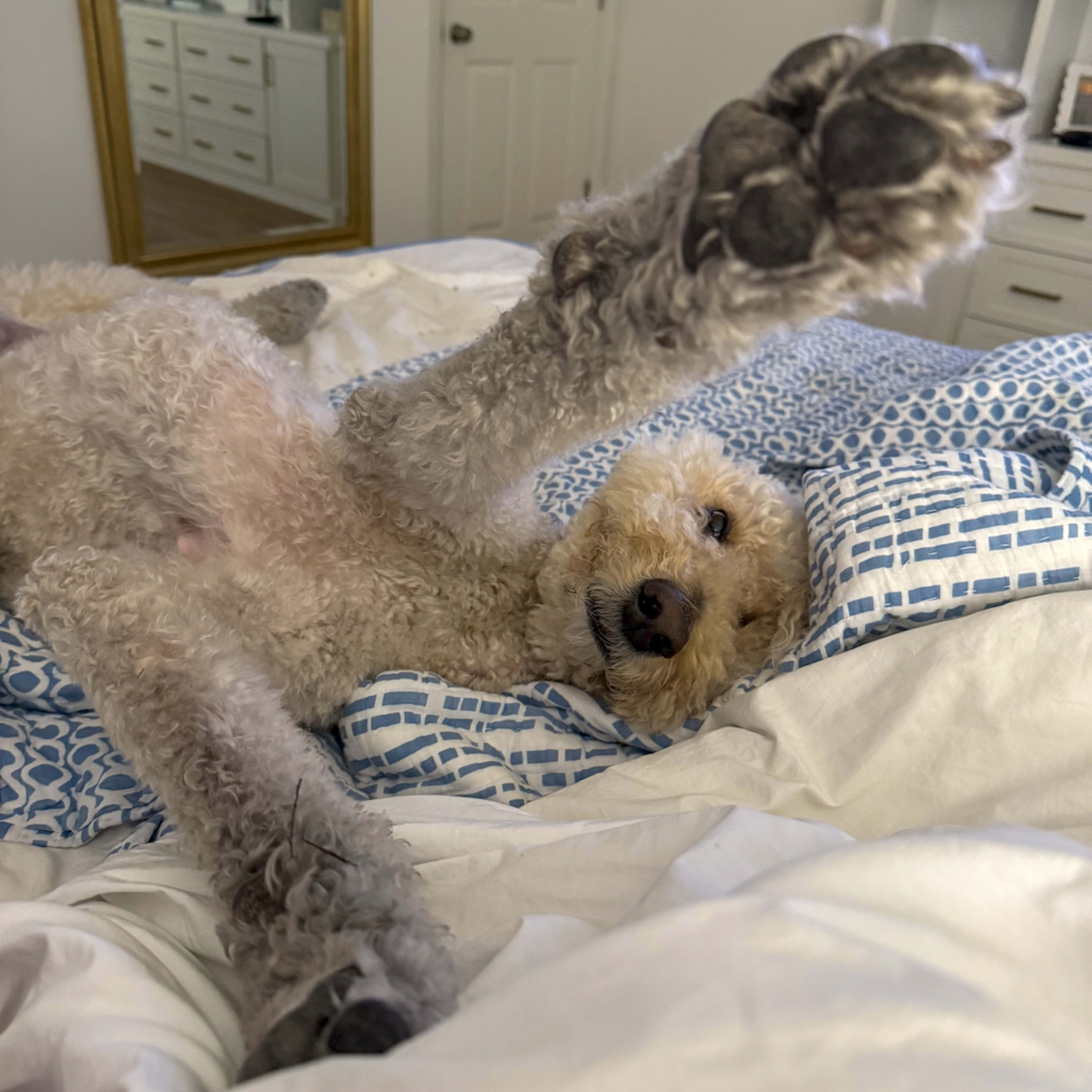 Goldendoodle's Funny Trick Proves He's a 'Level 10 Clinger' - Parade Pets