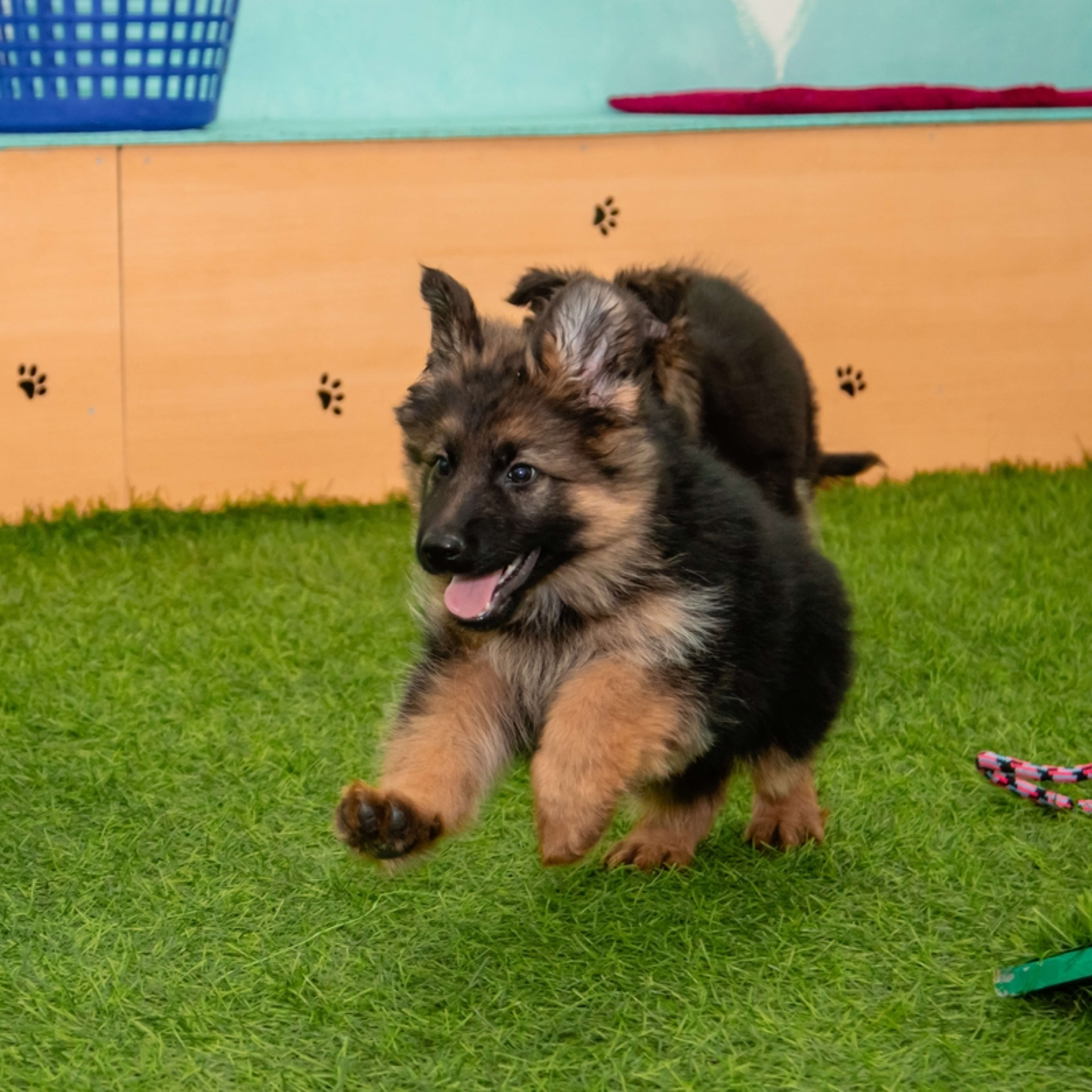 German Shepherd Racing Back to Mom After Boarding Melts Our Hearts ...