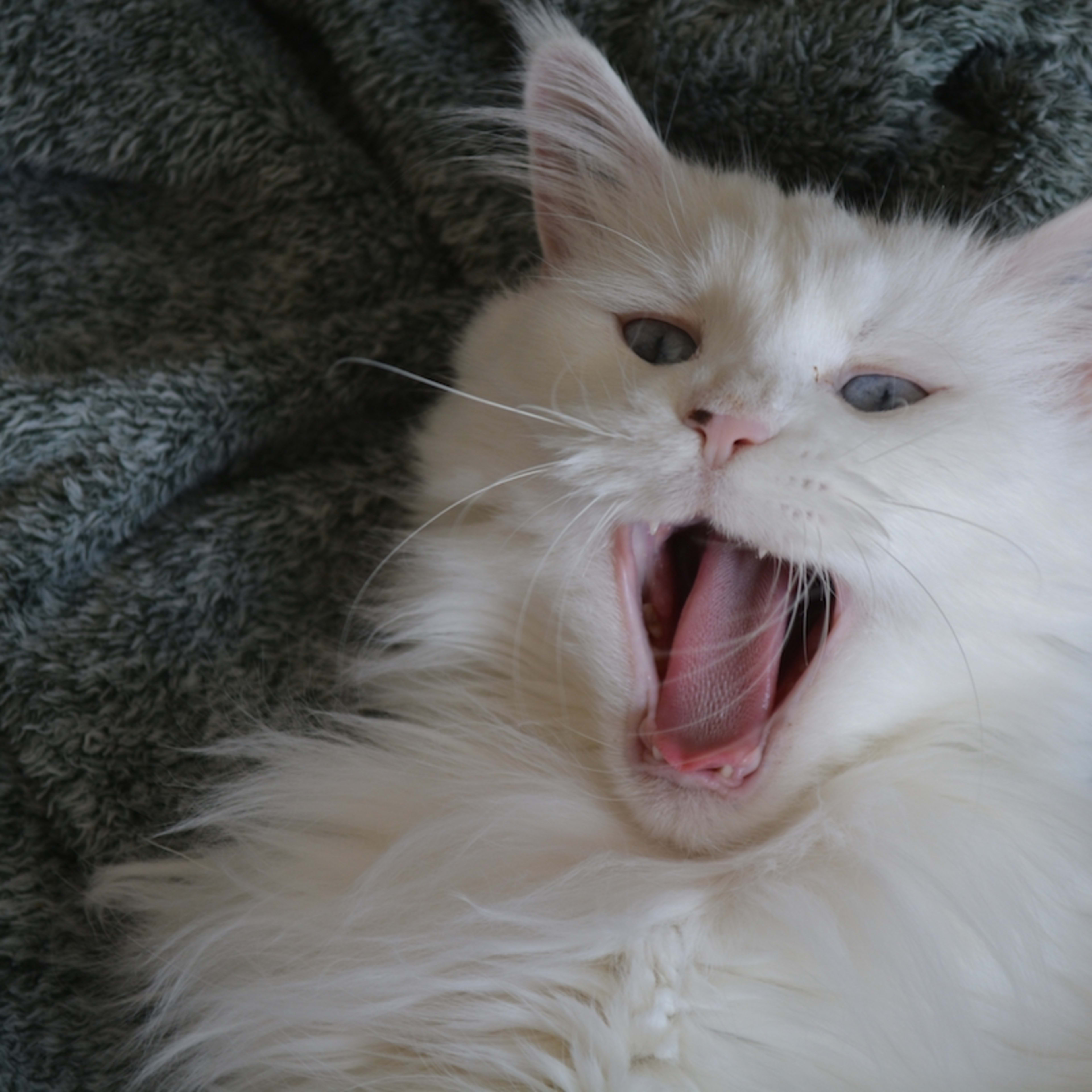 Adorable Black-and-White Polydactyly Maine Coon Kitten Got the 'Whole ...