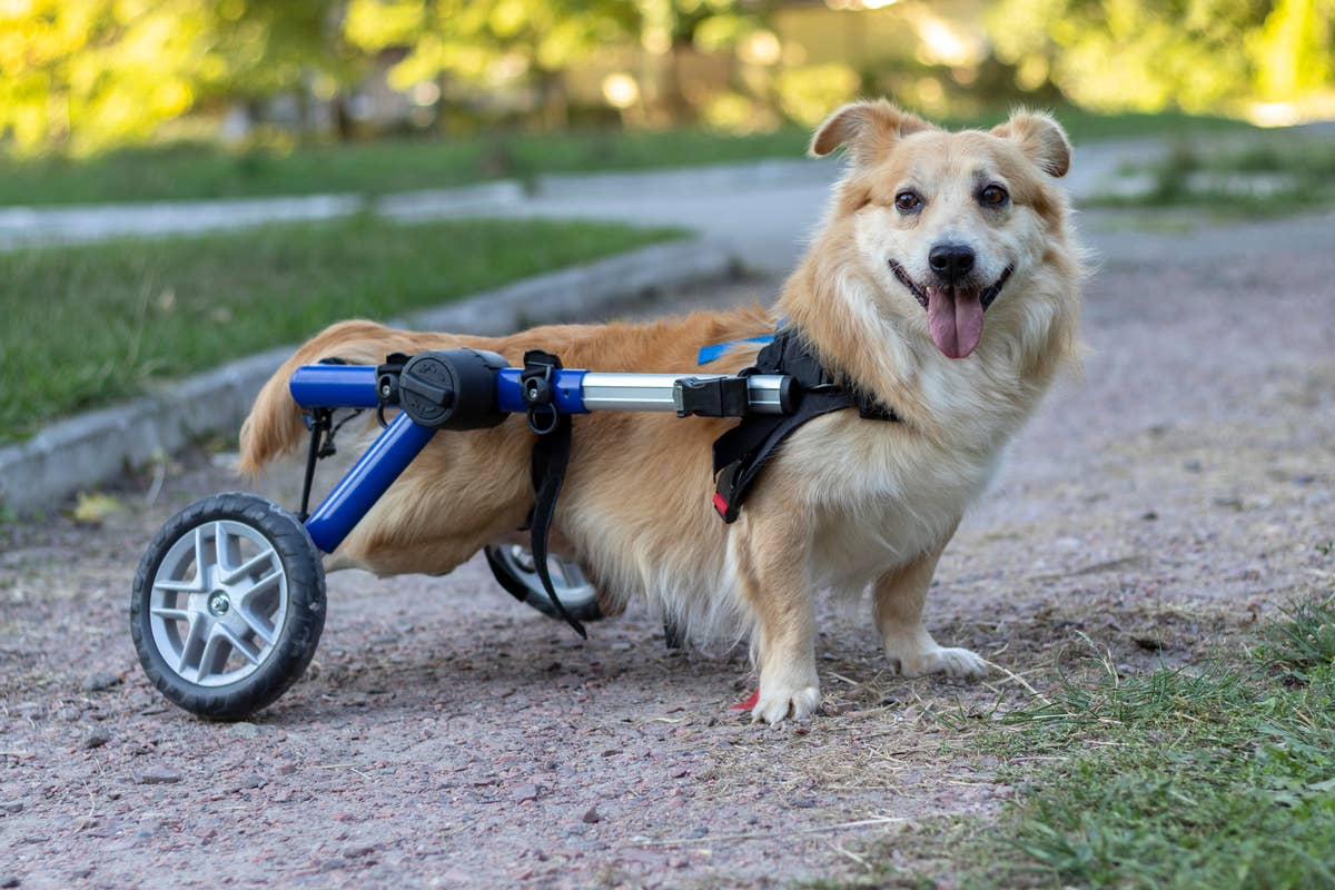 Paraplegic French Bulldog's Search for a Forever Home Has Us in Our ...