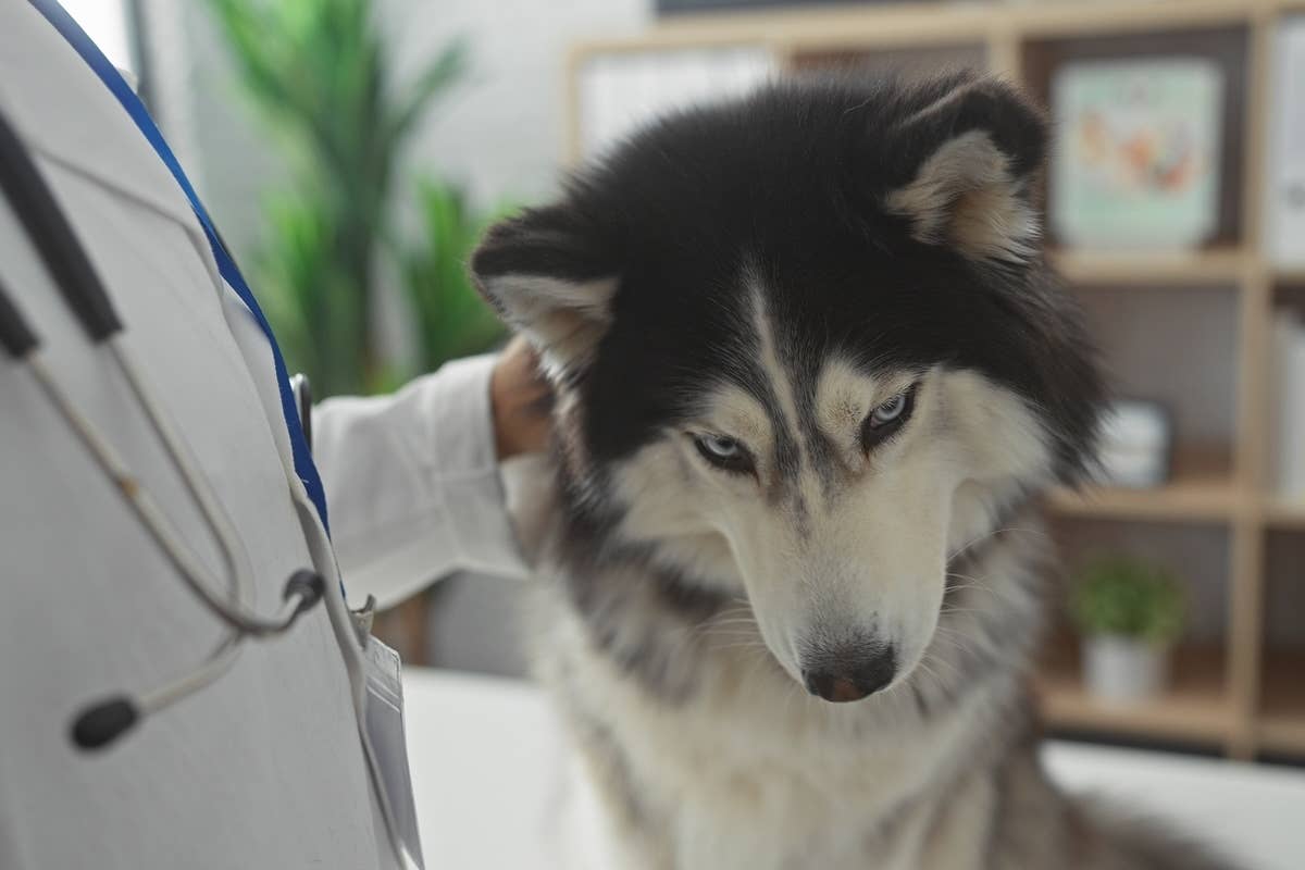 Husky’s Heartfelt Reaction to Family’s Move Has People in Tears ...
