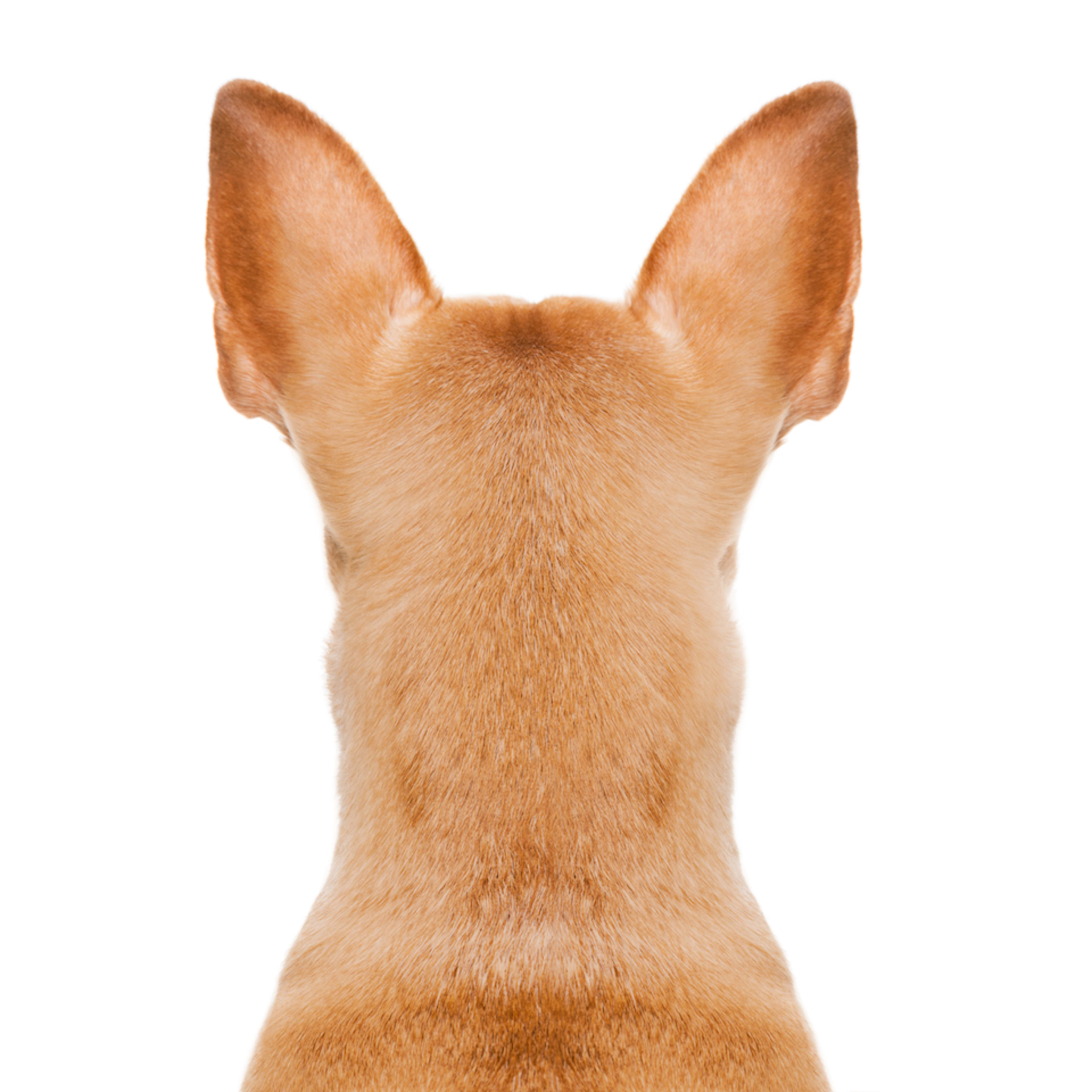 Rescue Dog's Reaction After Playdate Ends Is Pure Pouty Puppy Energy ...