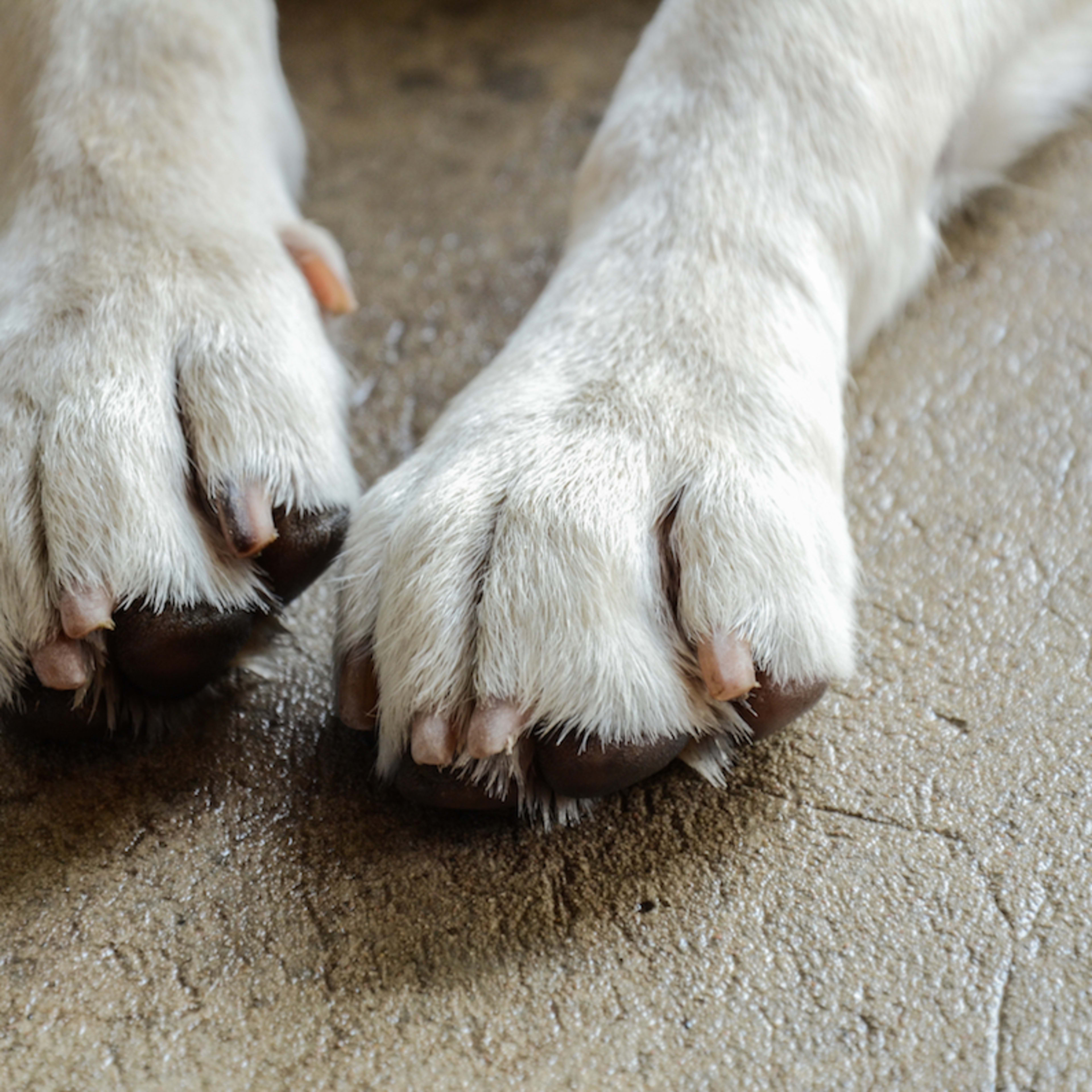 People Can’t Figure Out What Breed This Dog Is—and It Turns Out, He’s ...