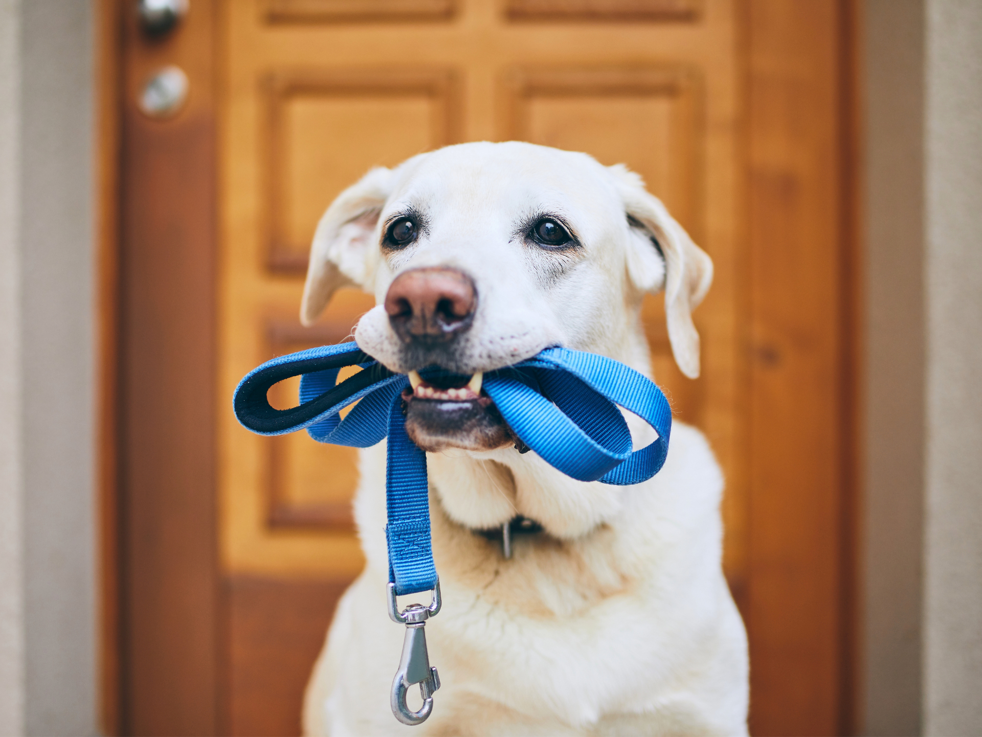 6 Sounds That Drive Dogs Crazy—And One That Calms Them - Parade Pets
